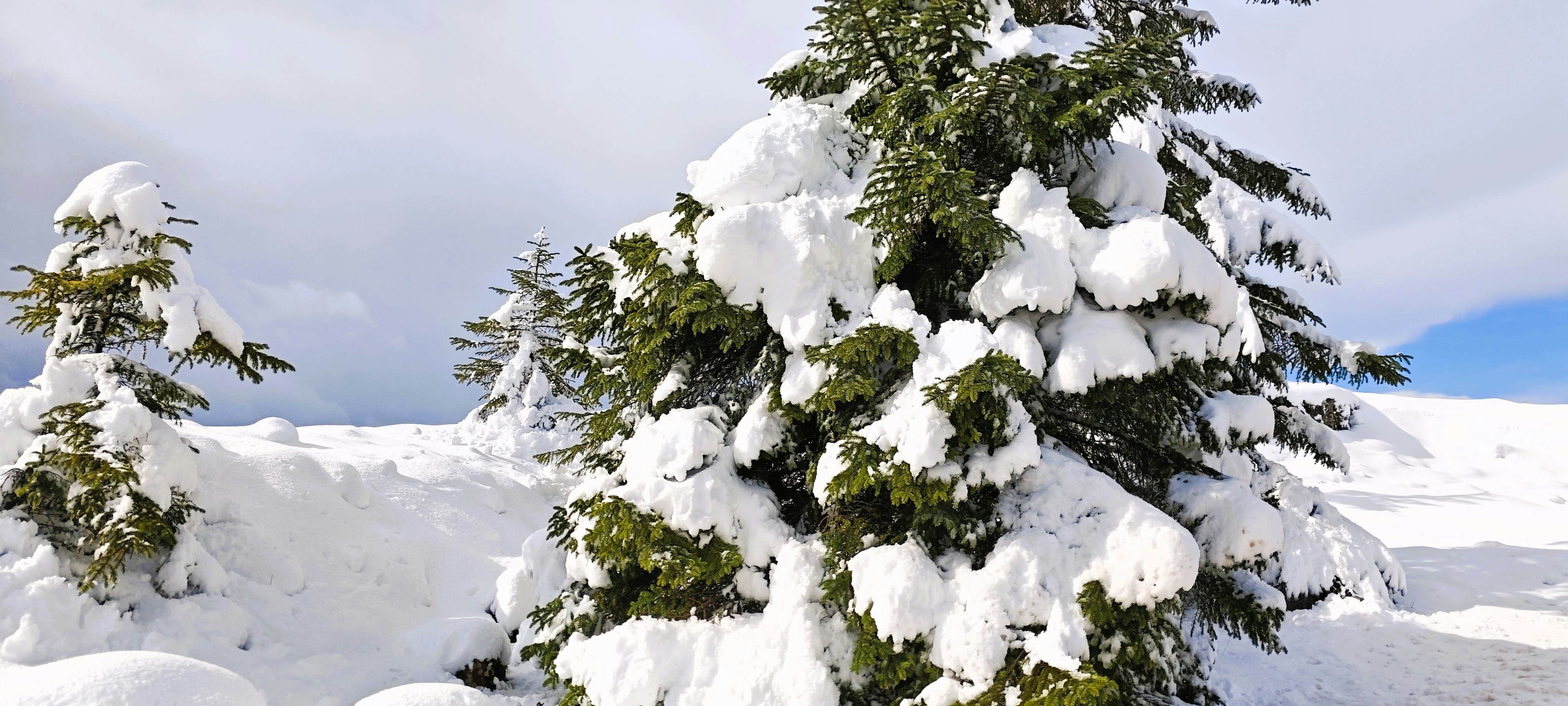 Snowbound Pines under a Clear Winter Sky