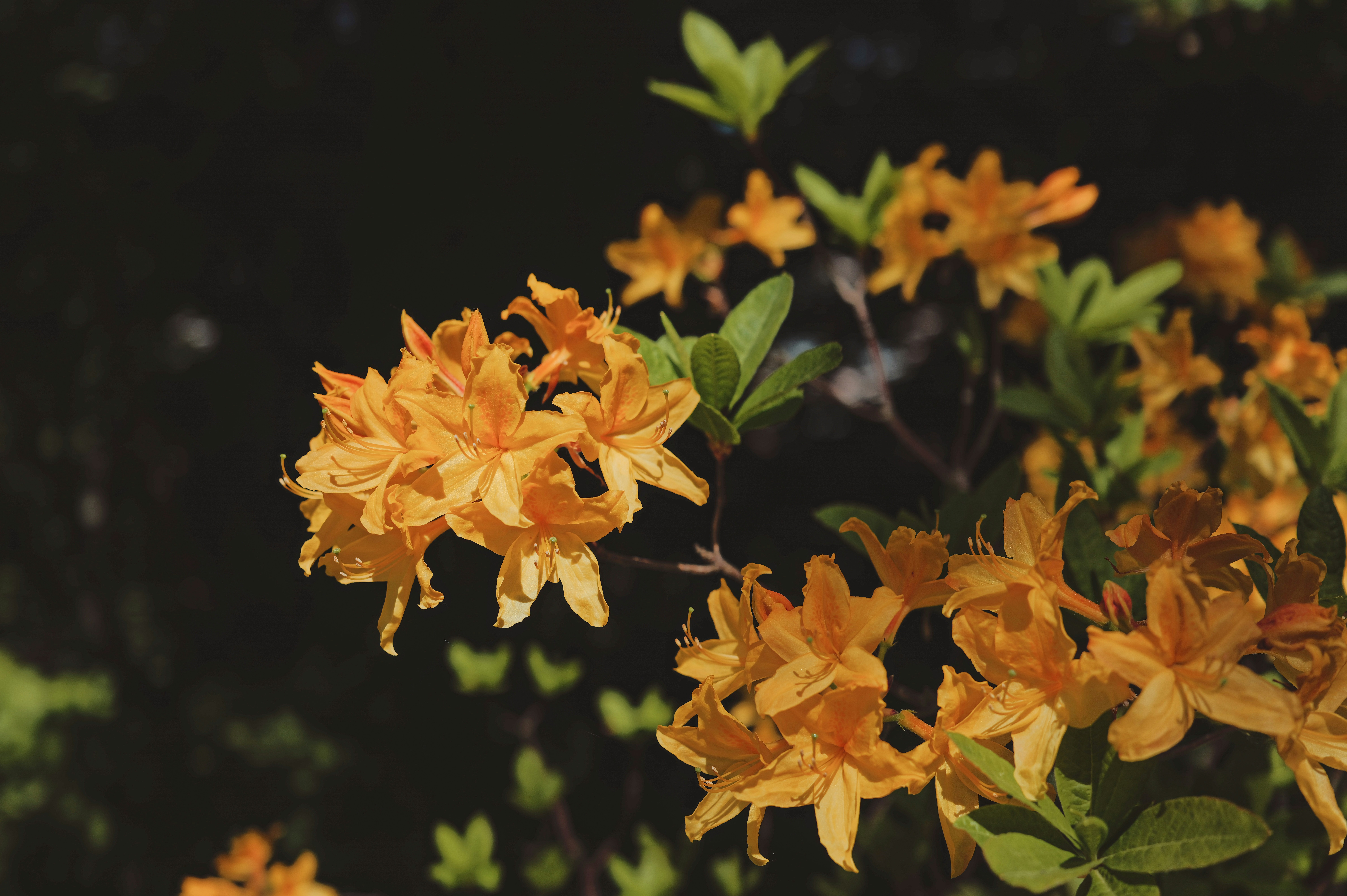Golden Azalea Burst in Afternoon Light