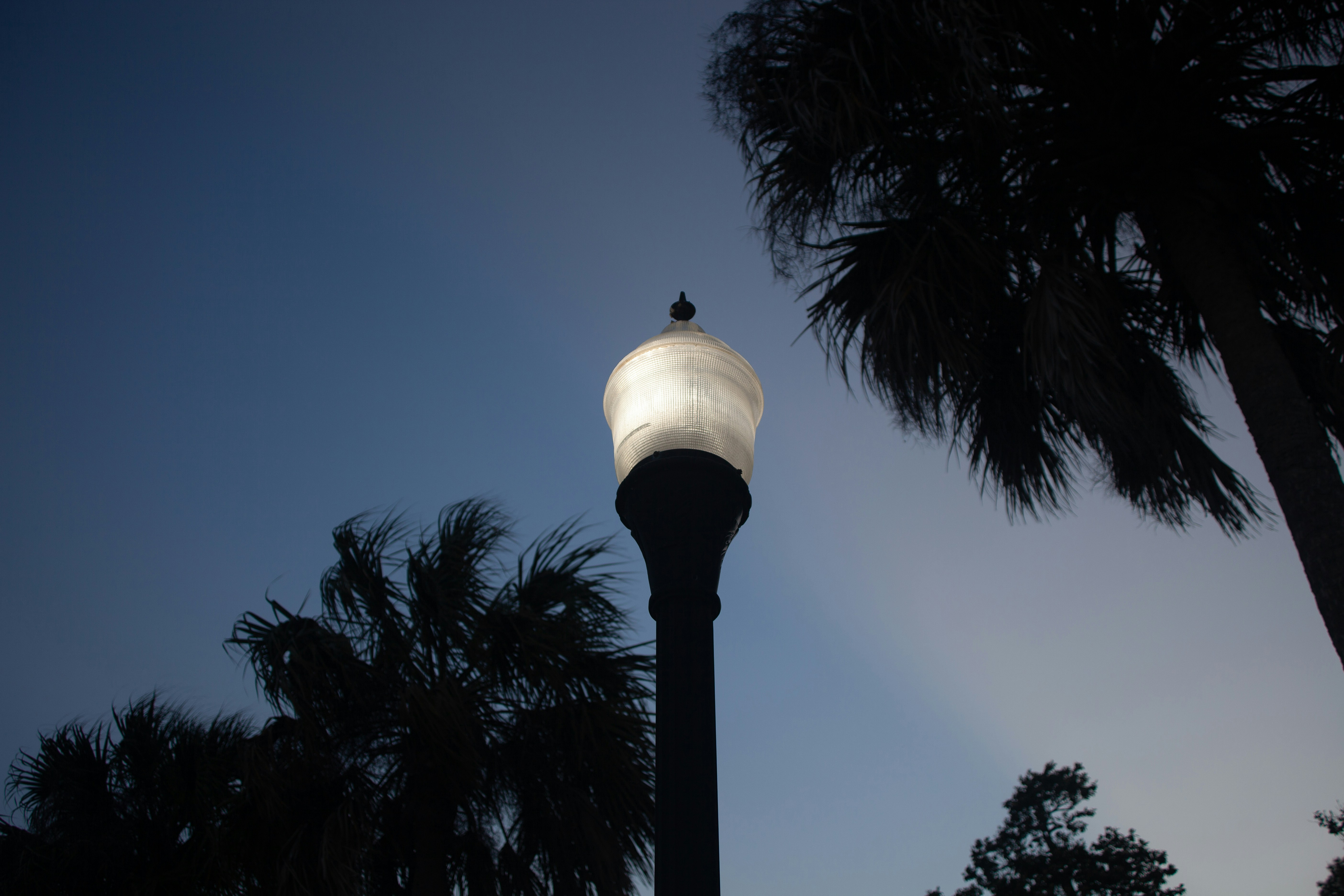Lamp Post Amid Nightfall Palm Canopy