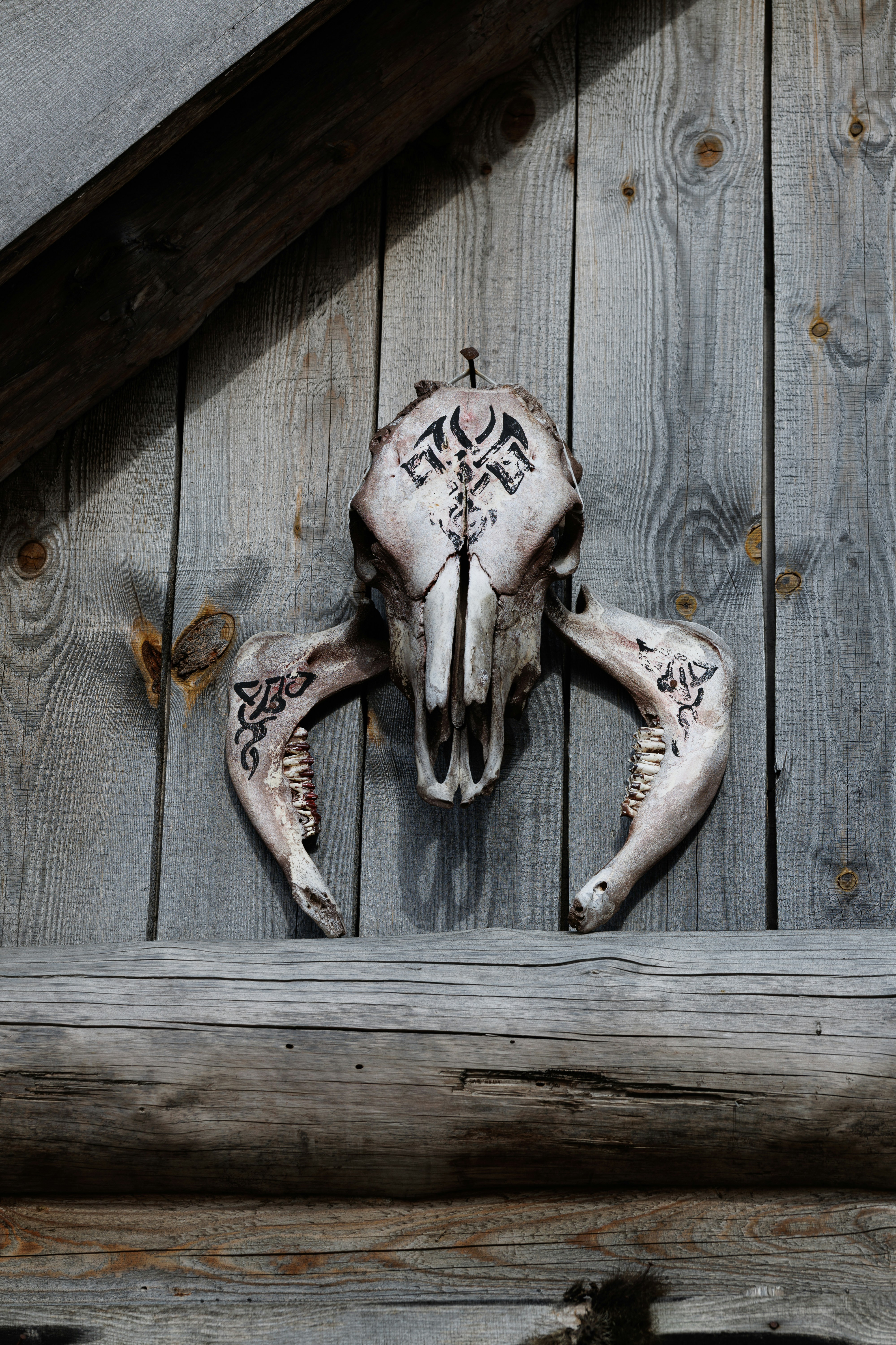 Weathered Skull Crest on Plank Wall