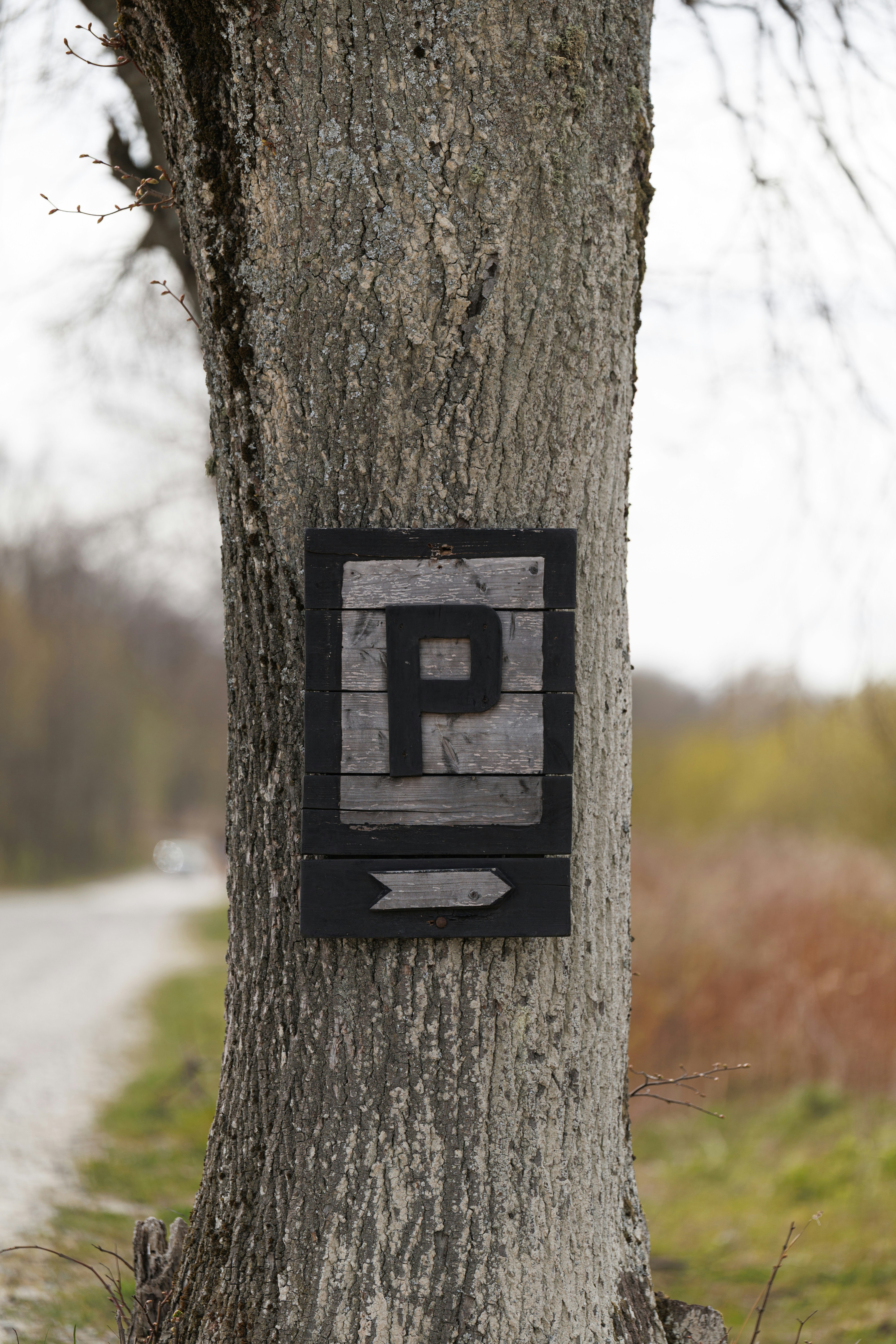 Tree Trunk Marker: A Park Sign Embedded in Bark