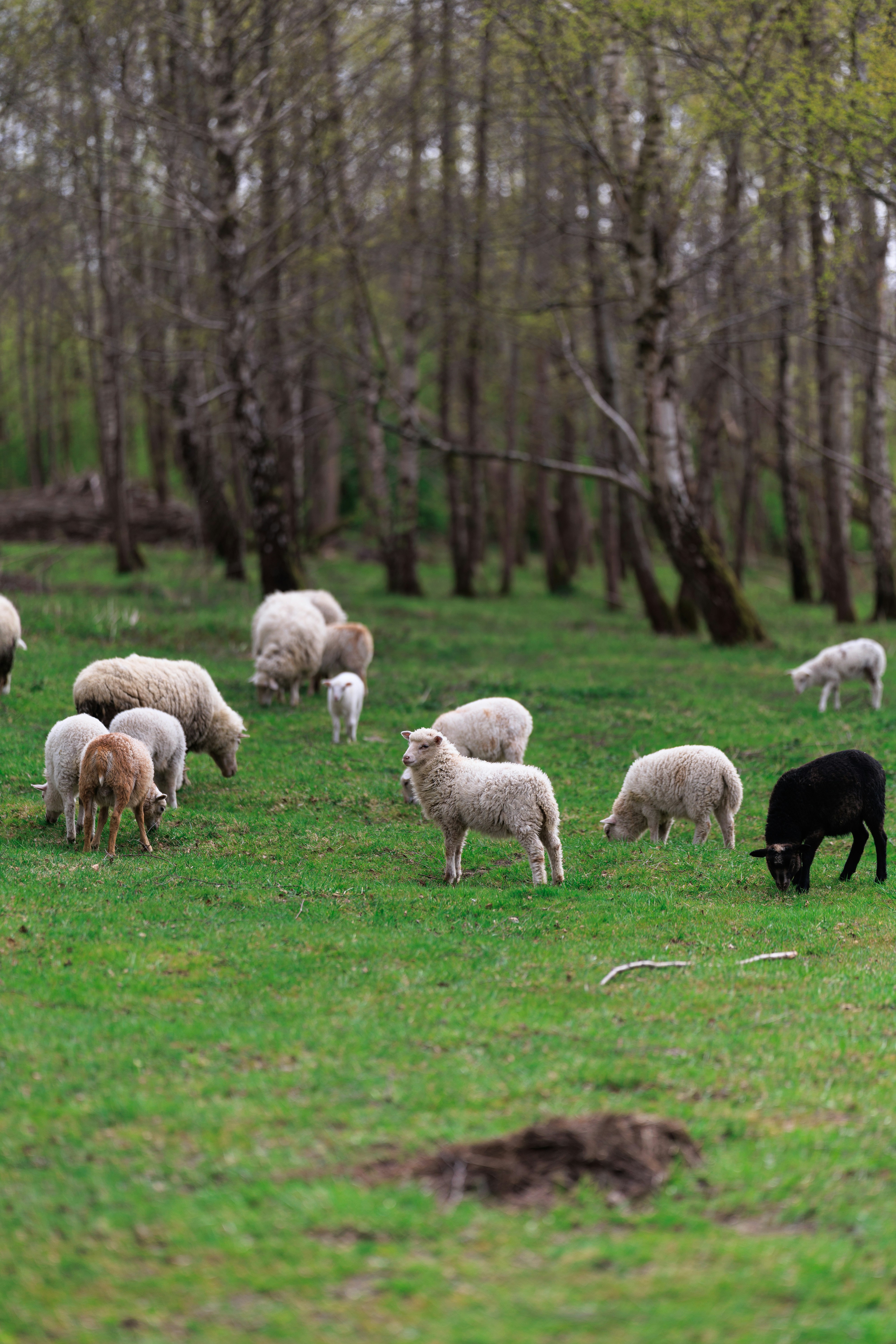 Pasture Choir: A Flock of Wool in a Quiet Forest Clearing