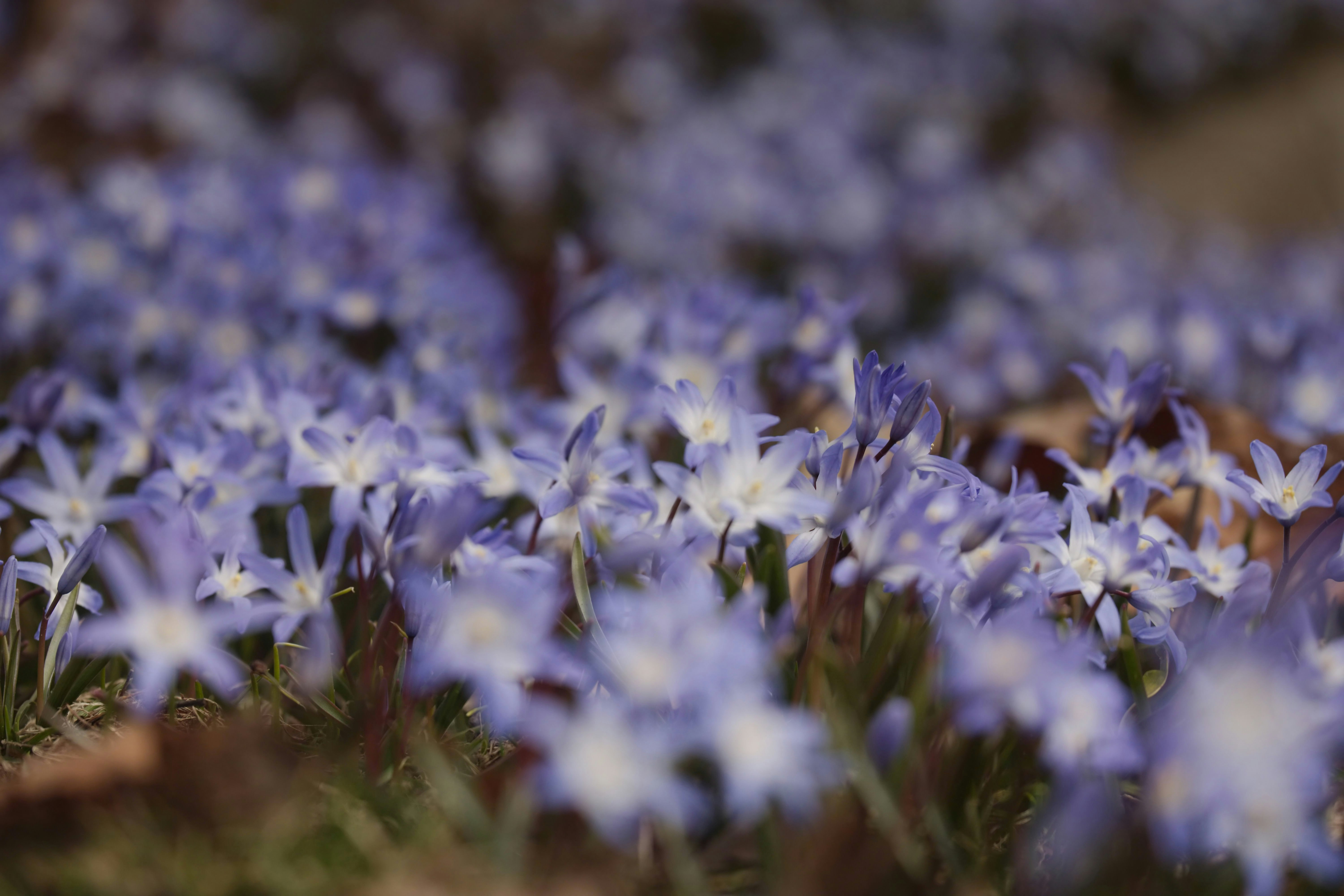 Blue Bloom Carpet: A Low-Angle Meadow of Dainty Spring Flowers