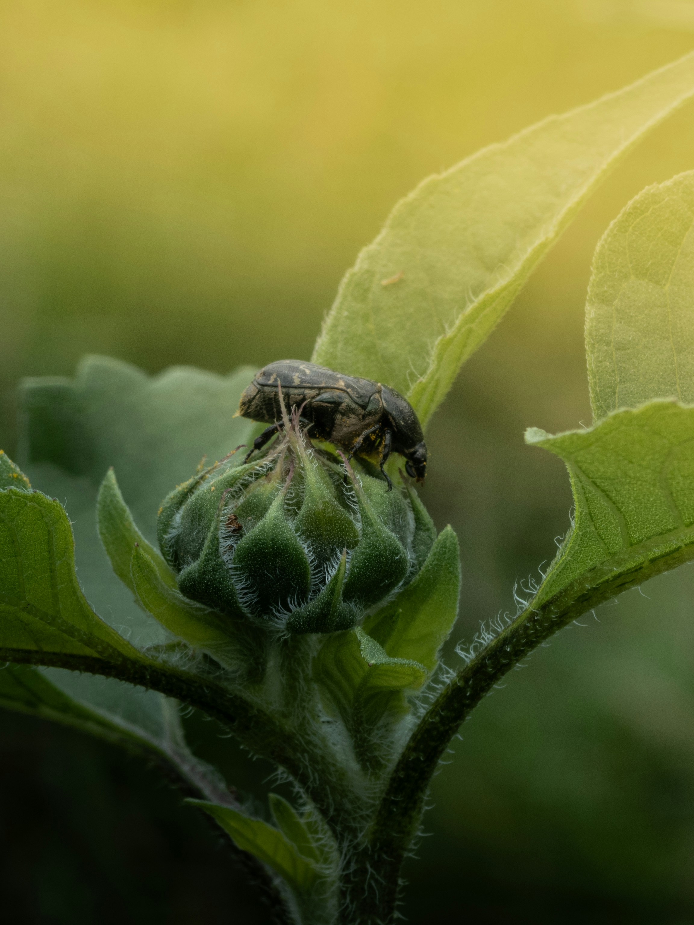 Tiny Woodland Rider on the Bud: A Bee Resting Amid Green Velvet