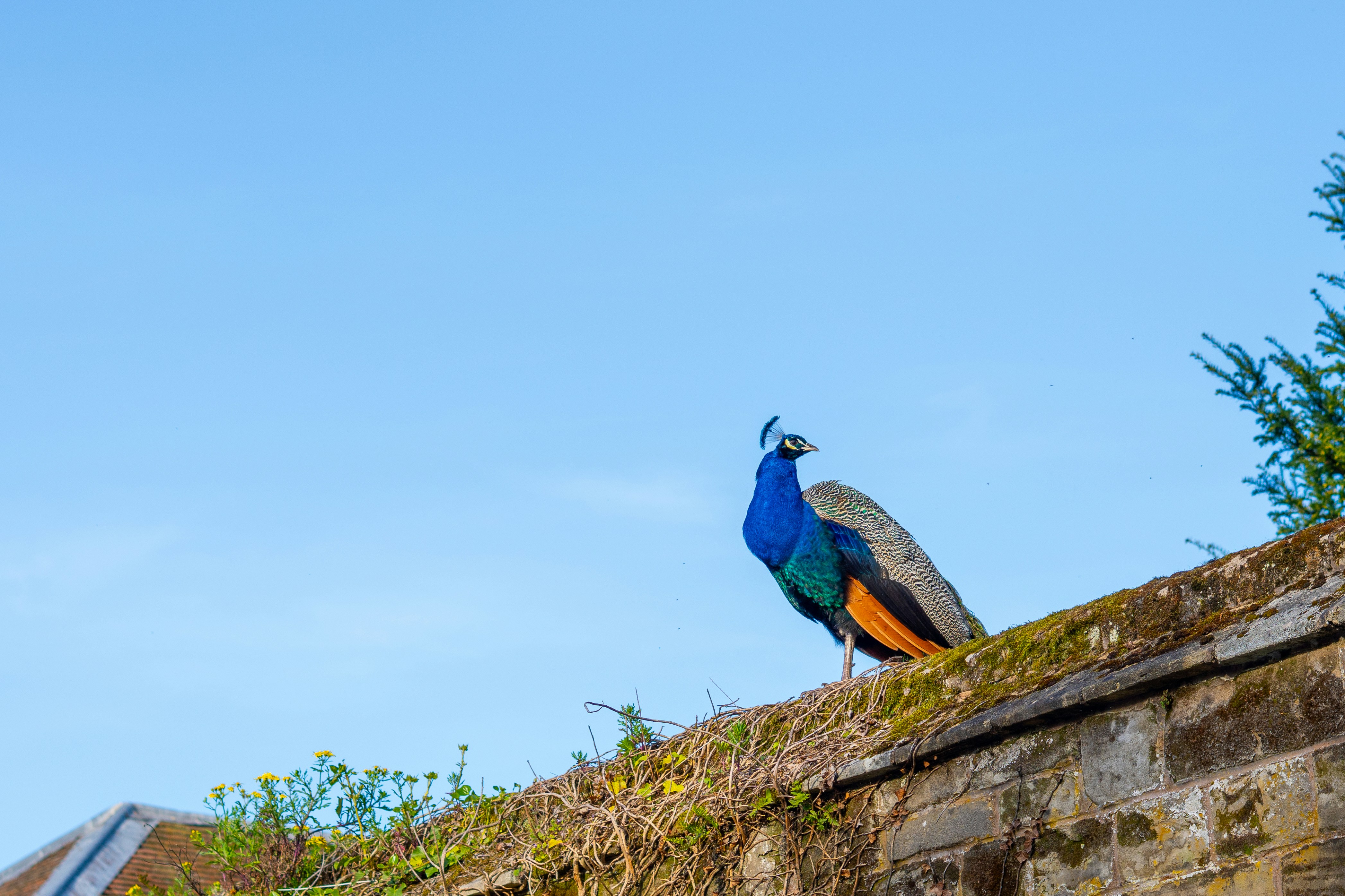 A Strutting Peacock Above the Old Stone Wall