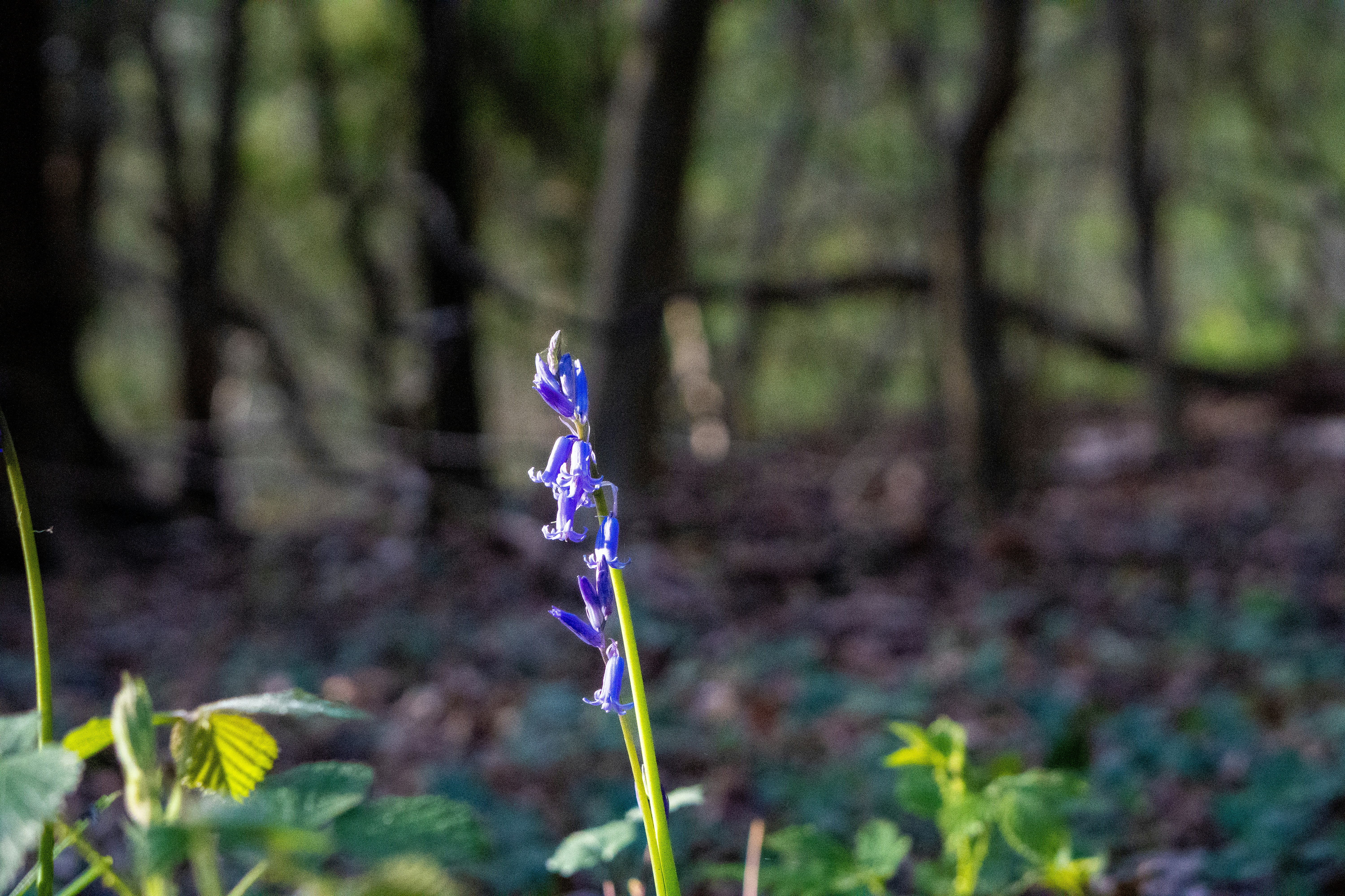 Purple Blooms in a Quiet Forest Clearing