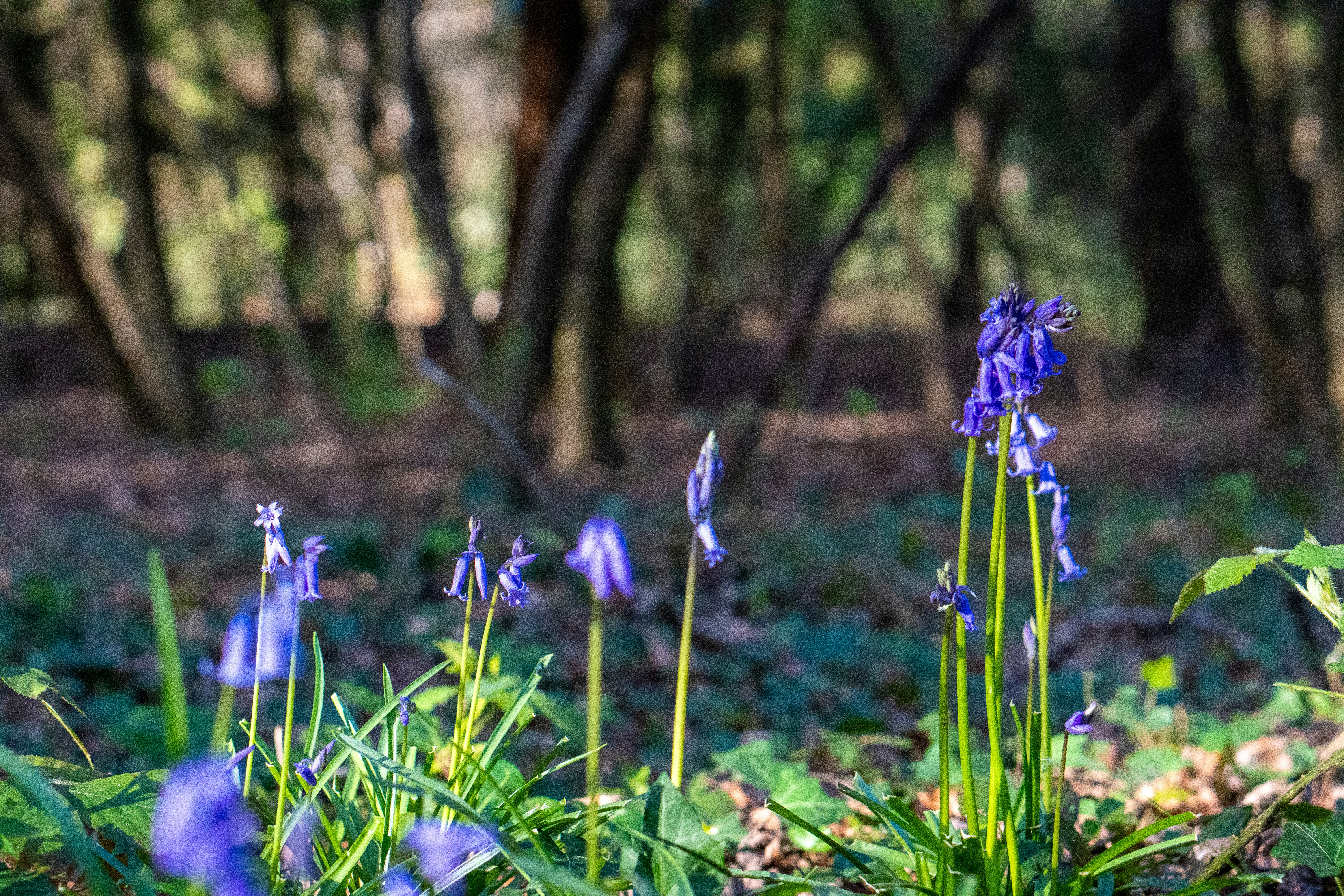 Bluebell Spotlight: A Quiet Forest Bloom under Dappled Light