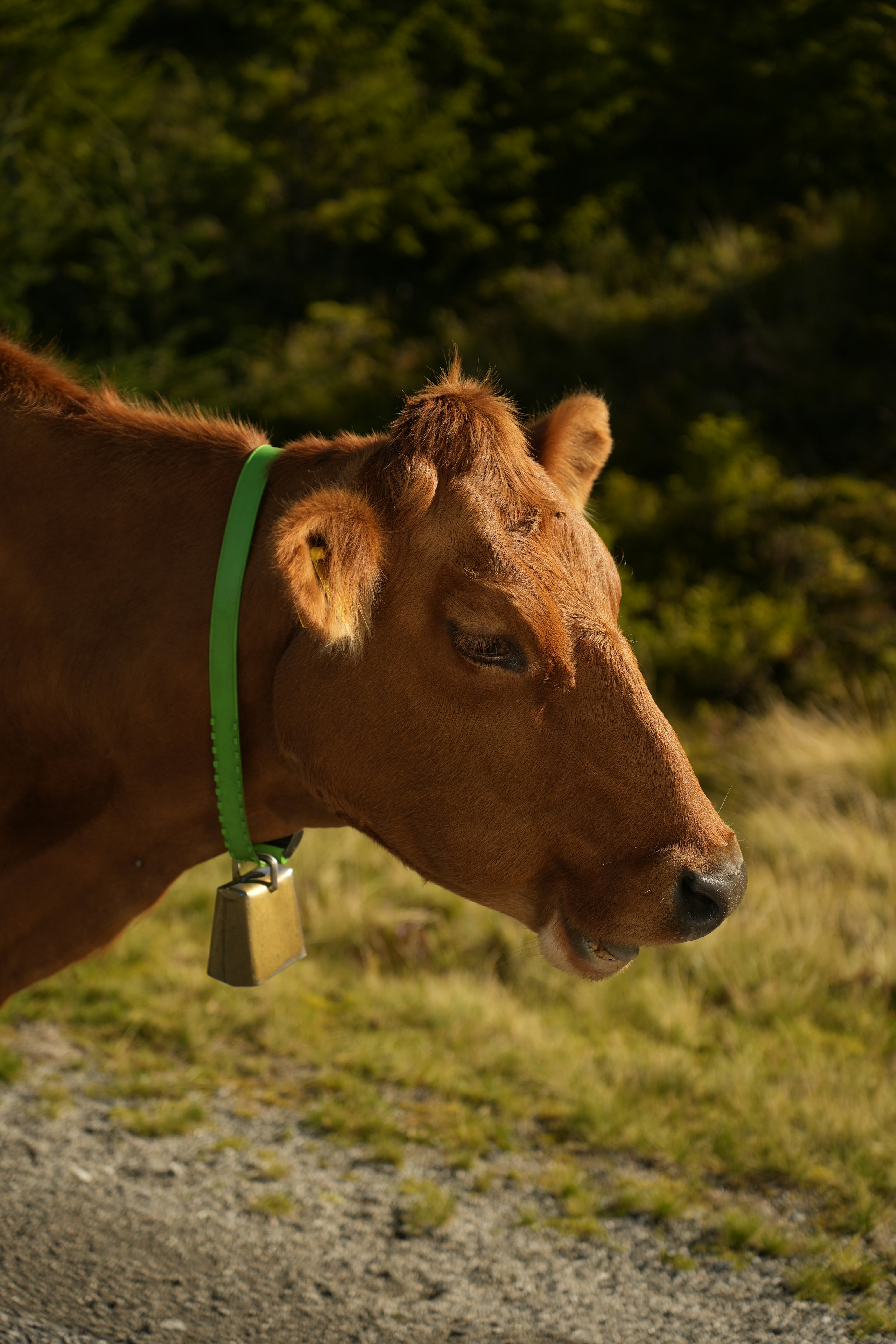 Herald of the Green Collar: A Close Portrait of a Grazing Cow
