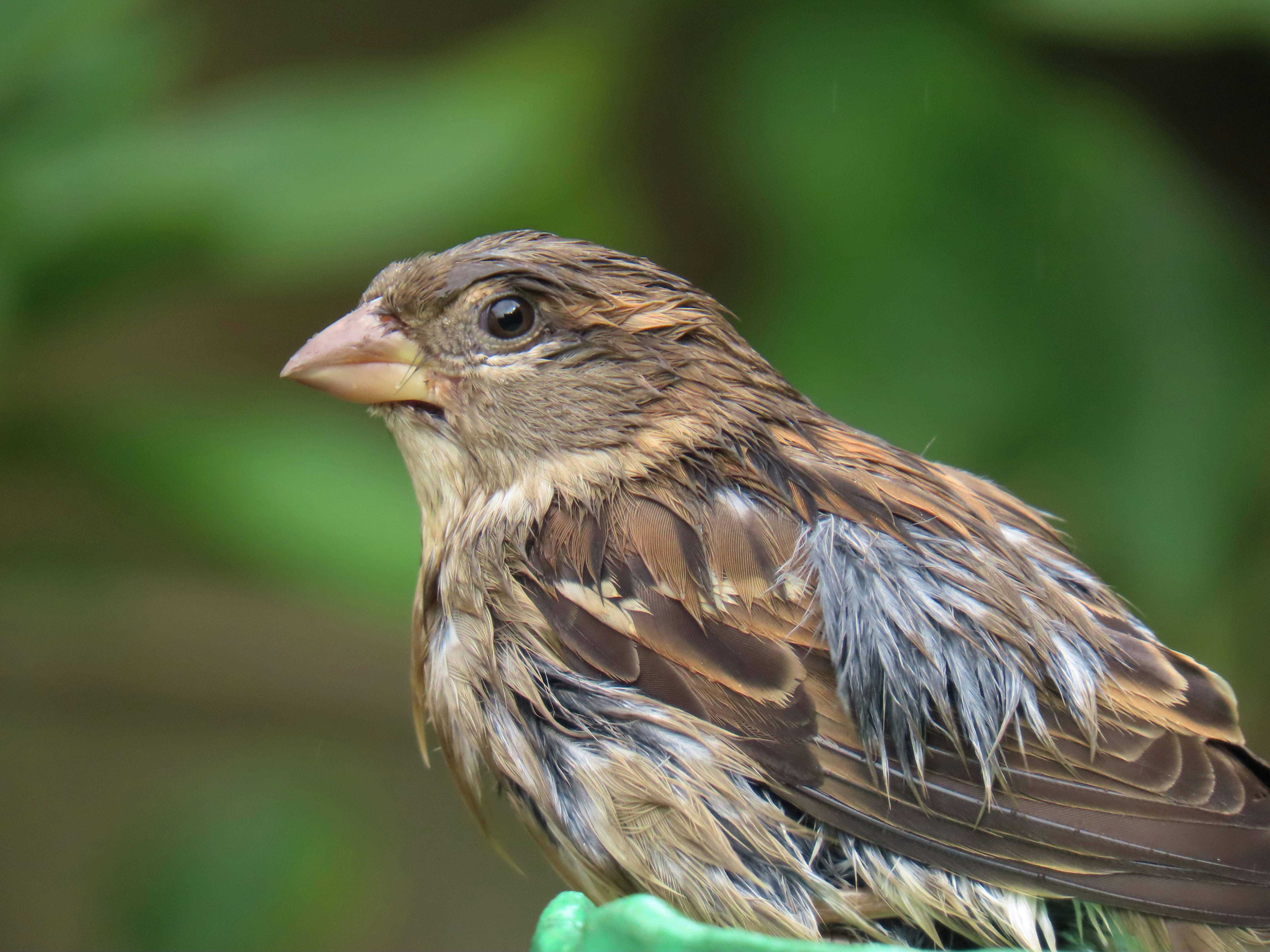 Close-Up of a Sparing Finch: Gentle gaze on a mossy perch