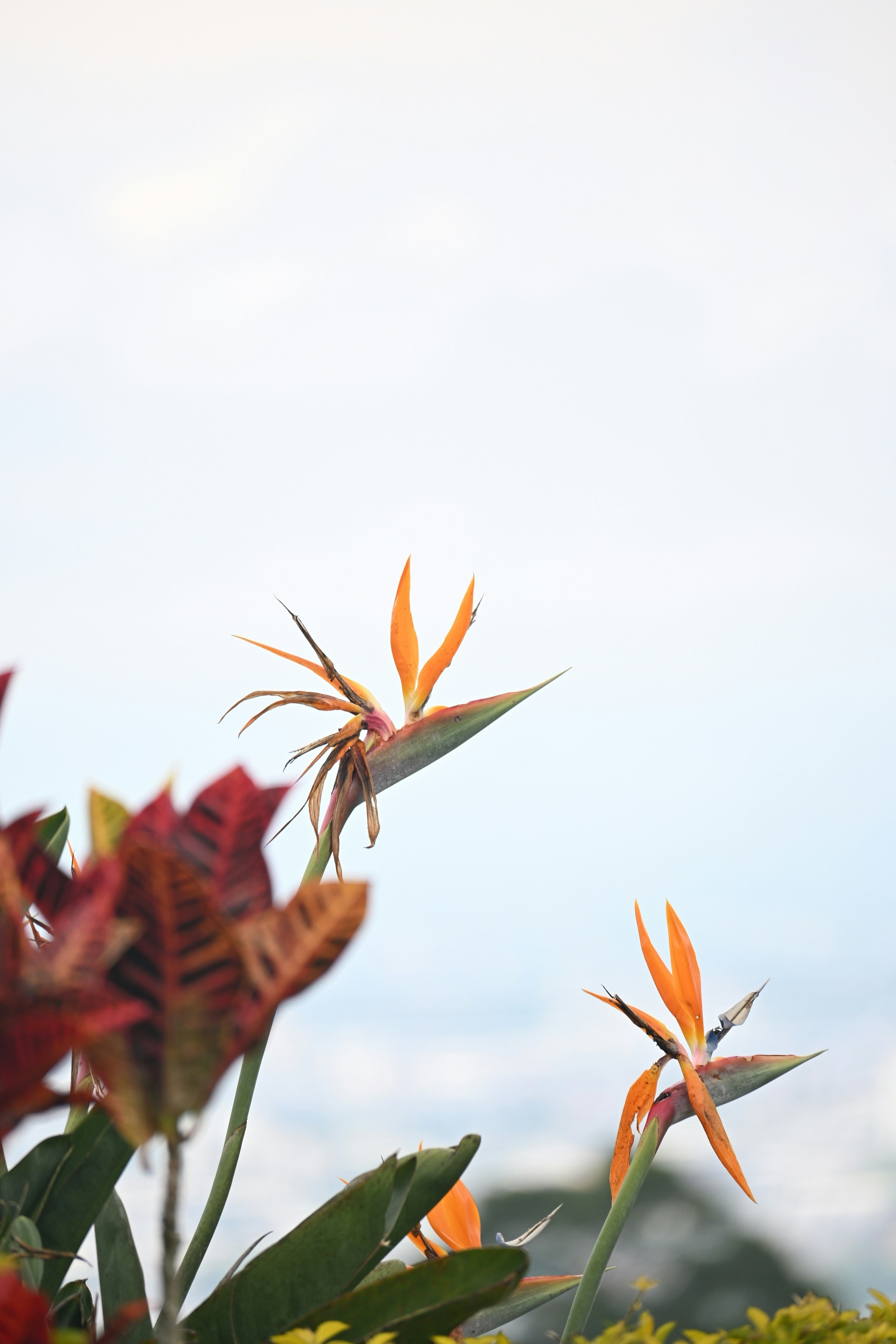 Orange Bird of Paradise Against a Soft Sky