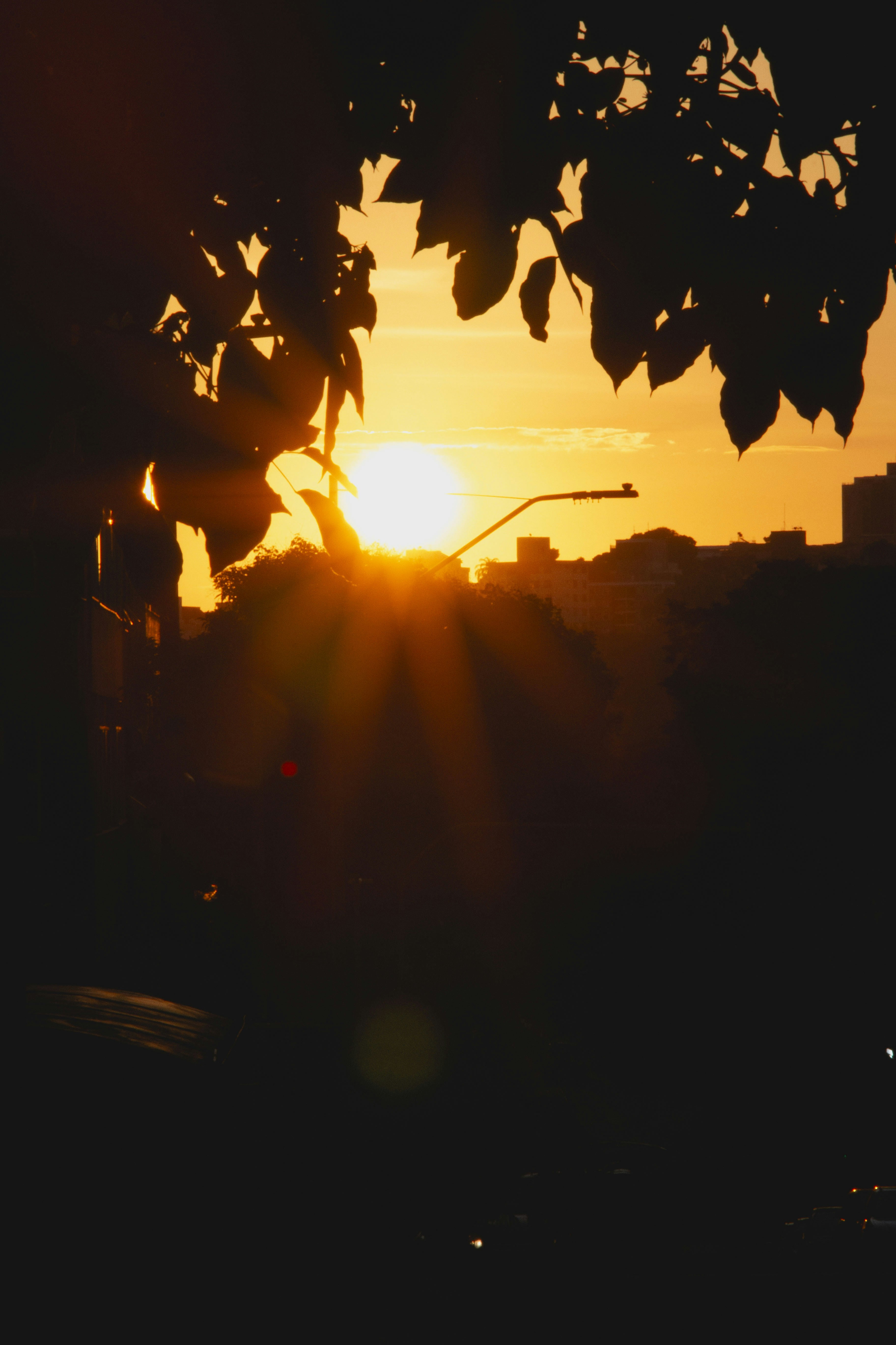 Sunlit Skyline Through Overhanging Leaves at Dusk