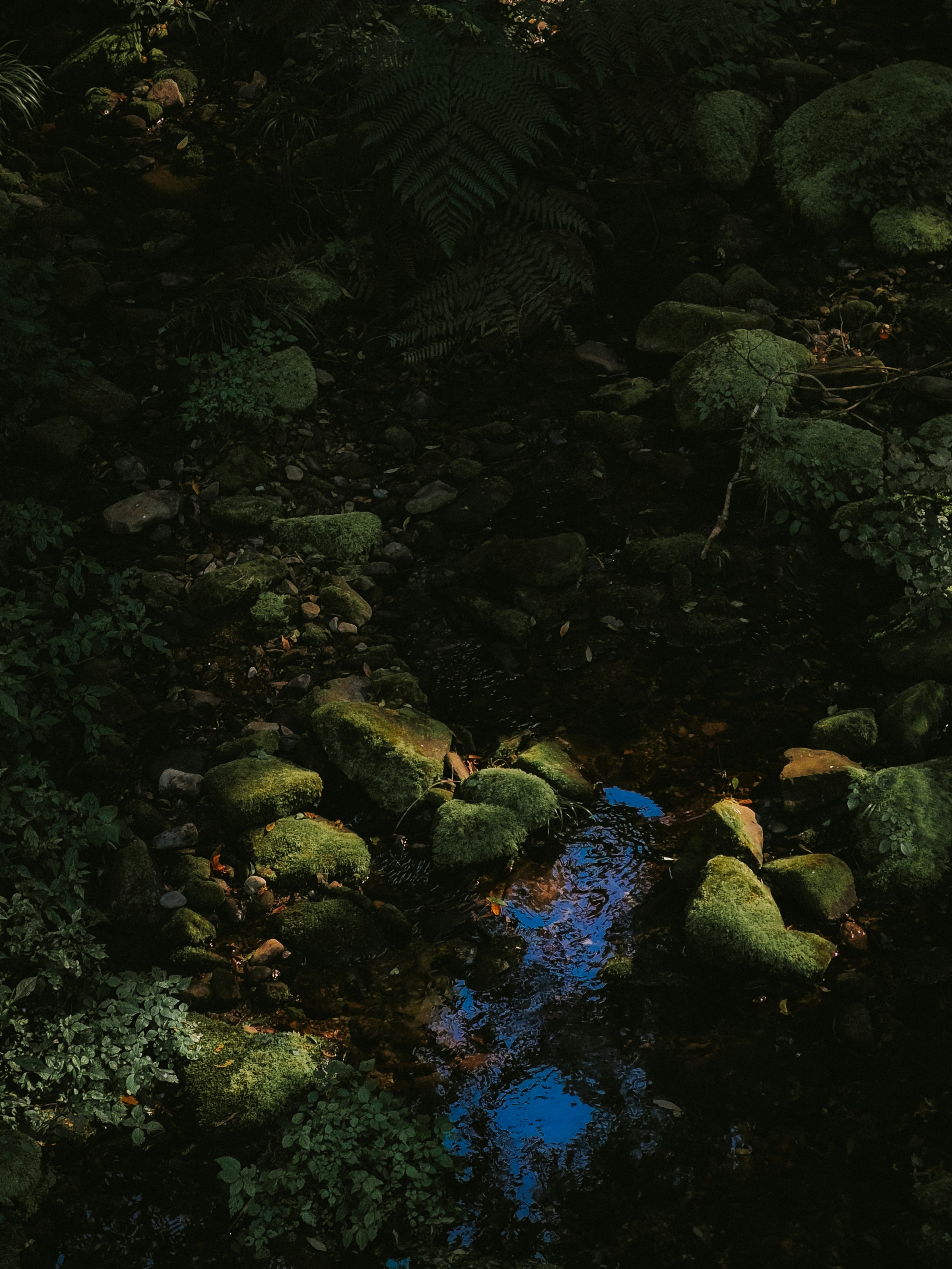 Moonlit Stream in a Mossy Glen
