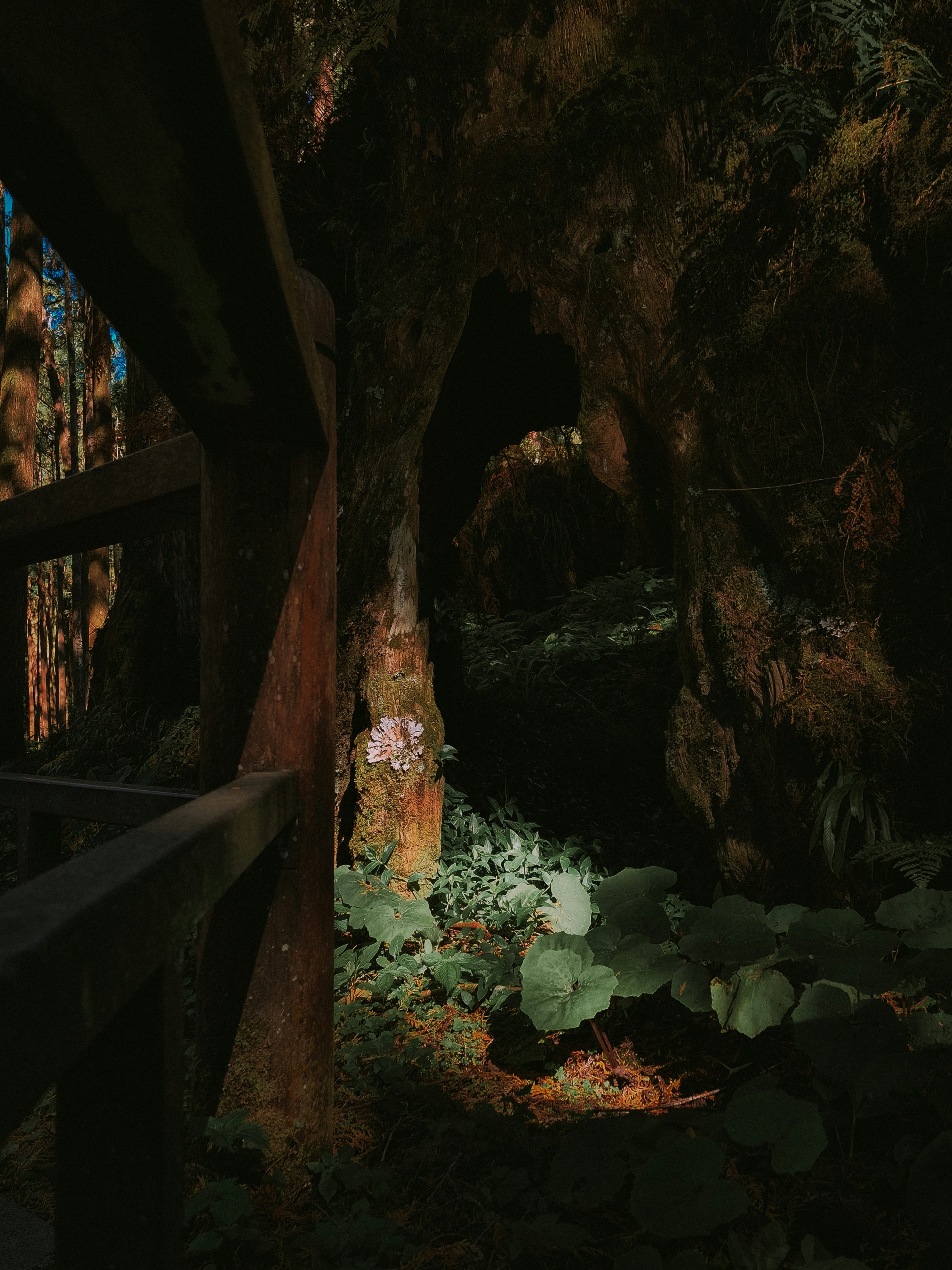 Wooden walkway leading into a dark, mossy cave entrance.