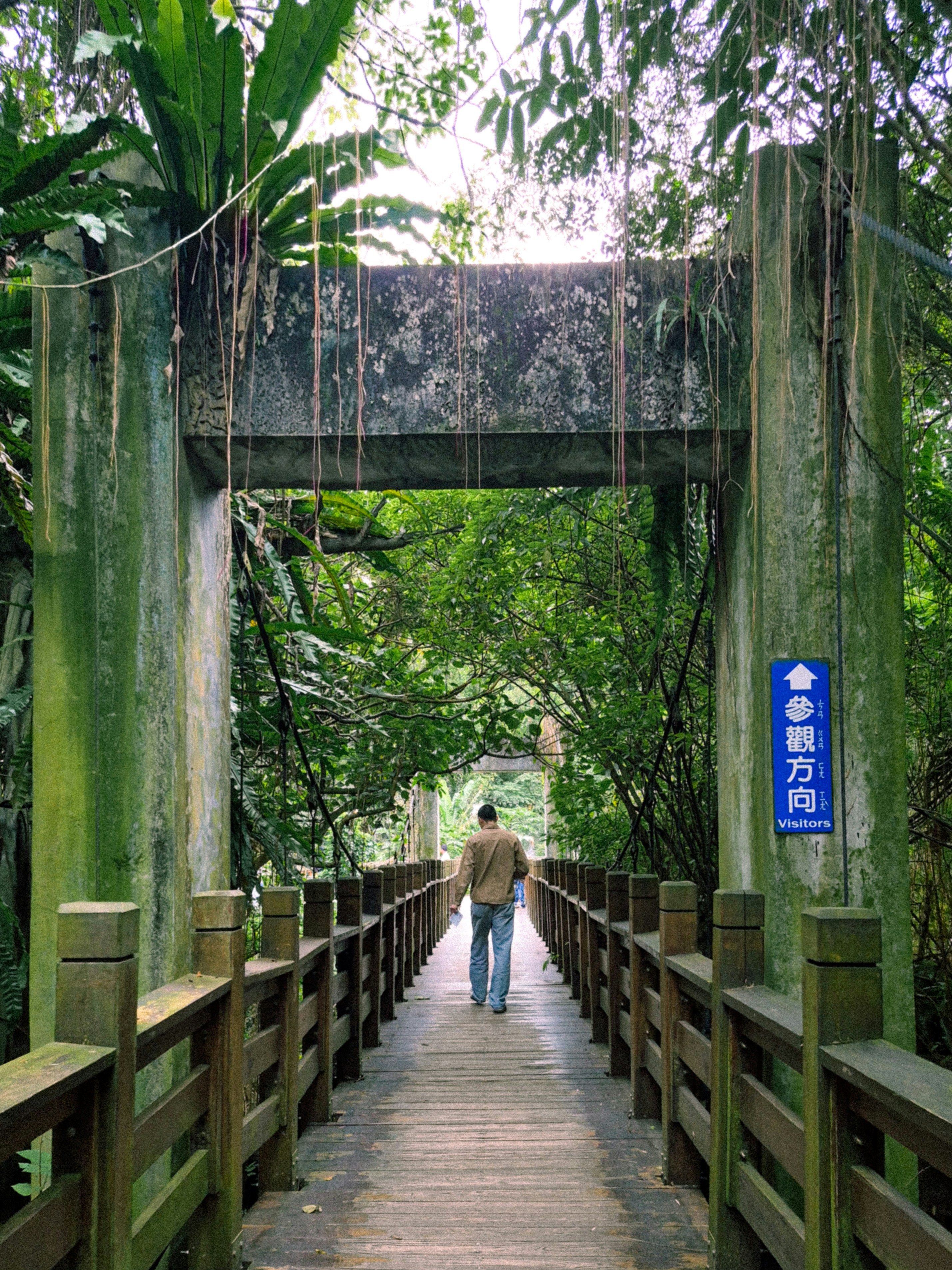 Lonely Wanderer Beneath a Green Corridor