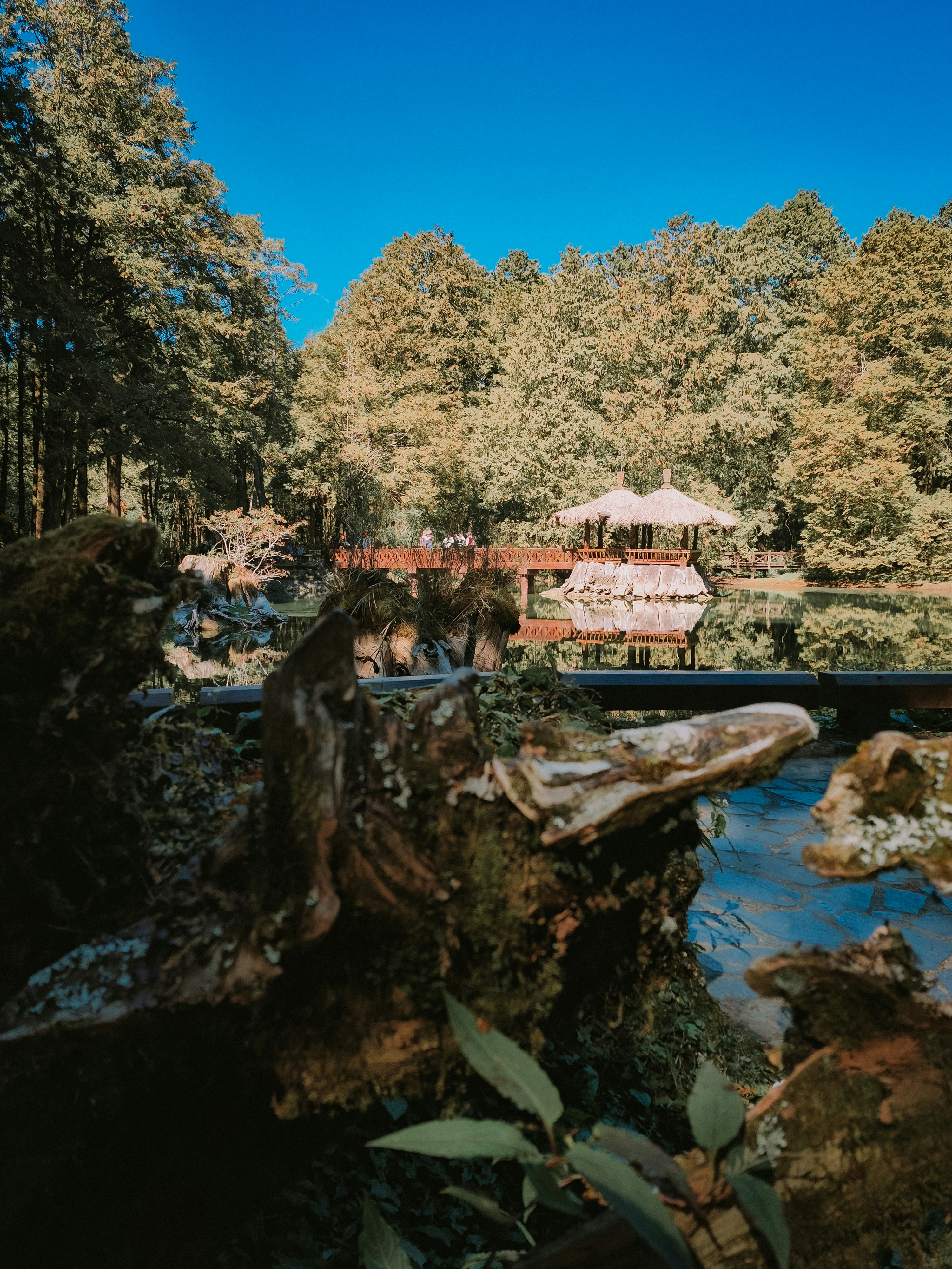 Reflections and Ripples: A Zen Pool Beneath Dappled Pines