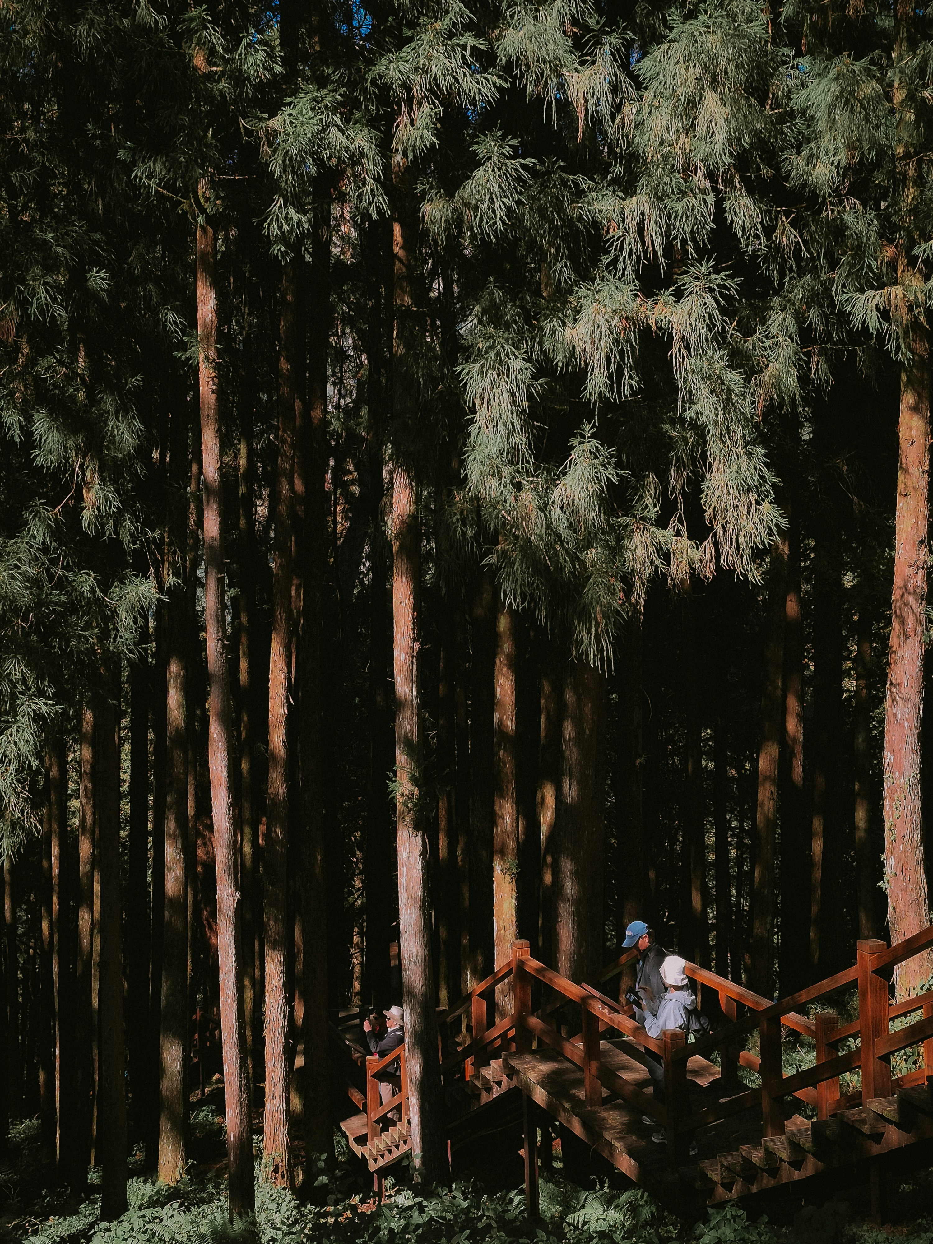 Woodland Staircase: A Quiet Ascent through Sunlit Pines