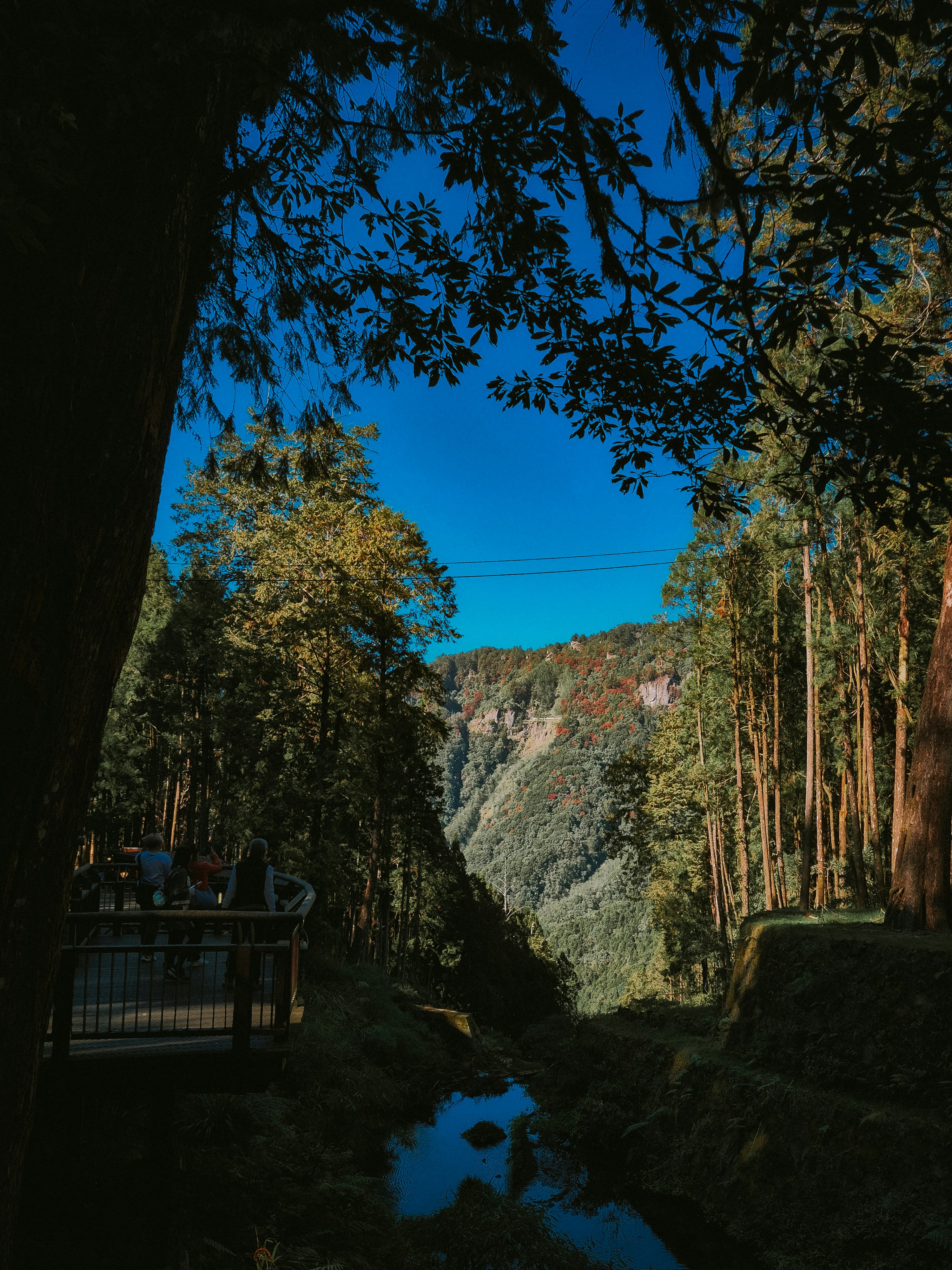 Deep forest ravine with a clear blue sky above