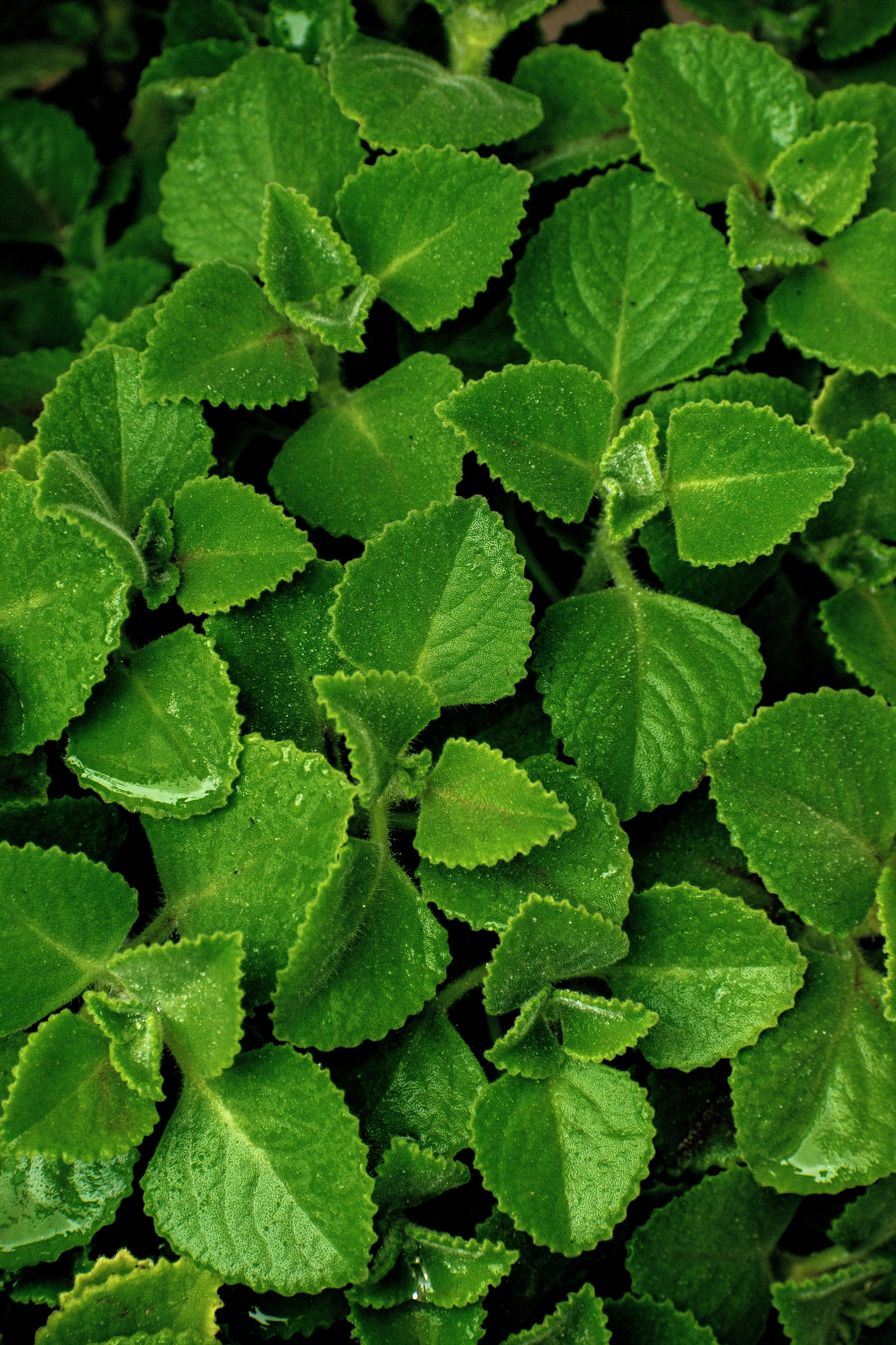Juvenile Green Velvet: Close-Up of Dew-Kissed Leaves