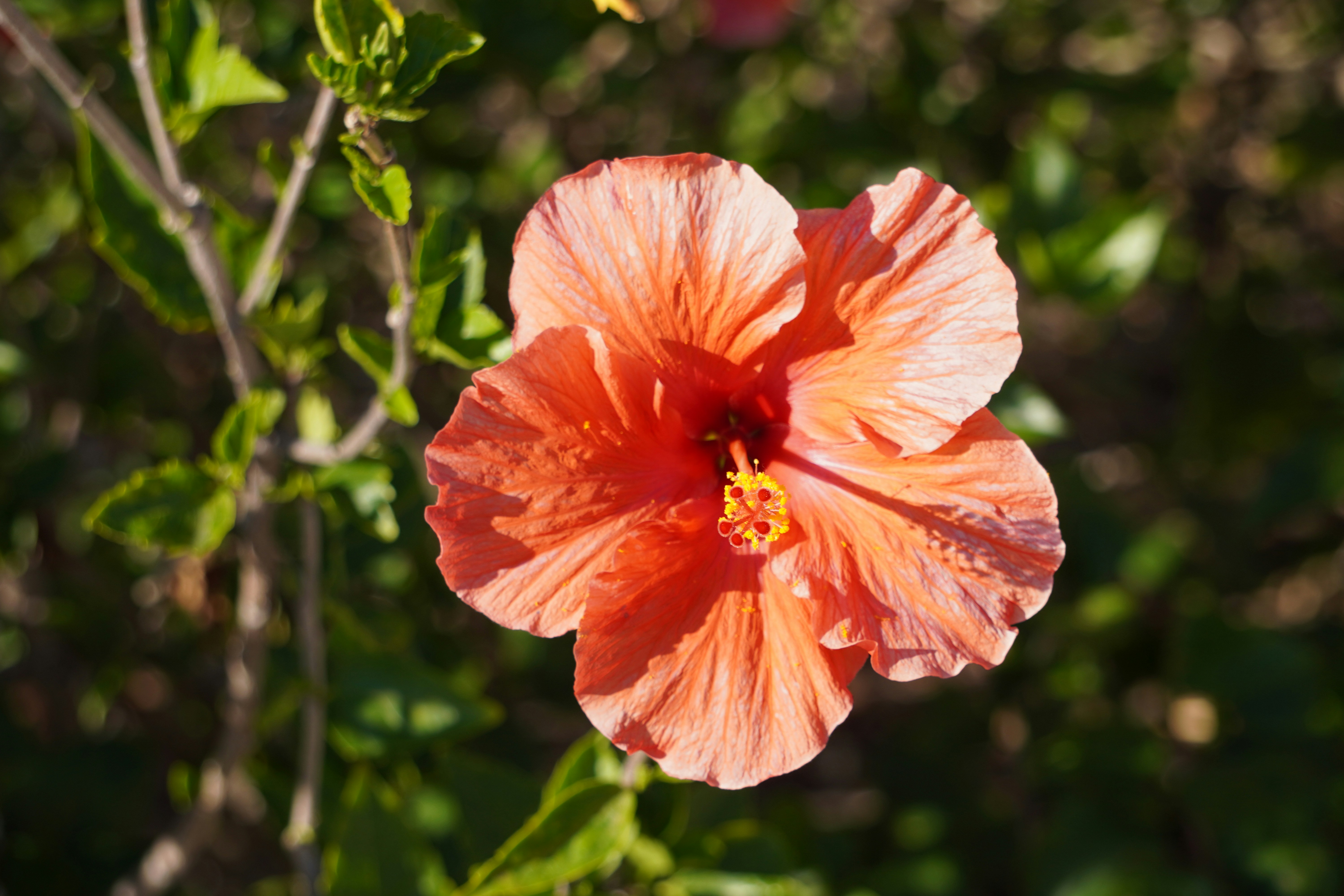 Coral Hibiscus in Sunlit Garden