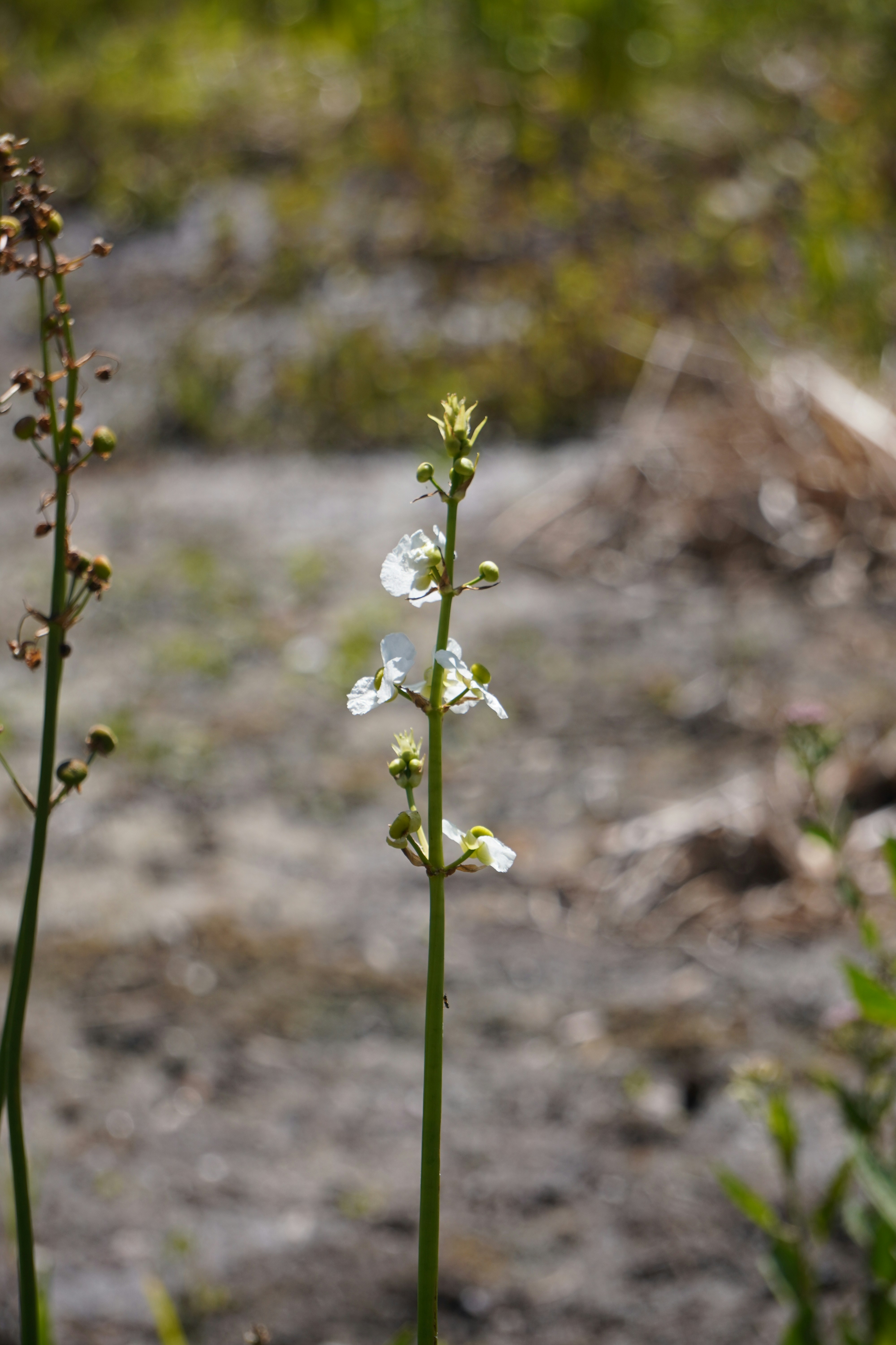 White-Flower Sentinel: A Delicate Stem Reaches Toward the Sun