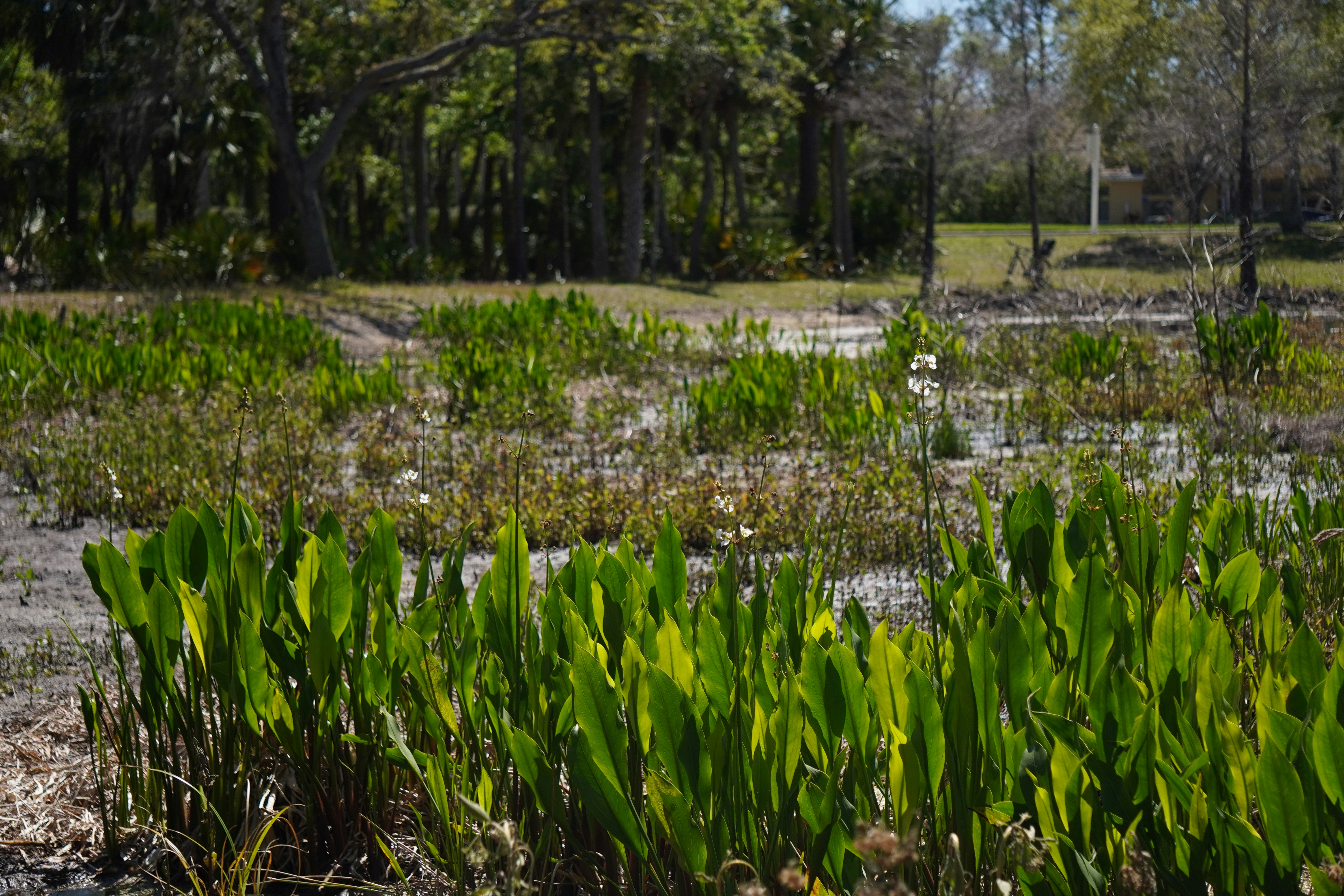 Emerald Marsh Edge: Fresh Shoots Fringing a Quiet Wetland