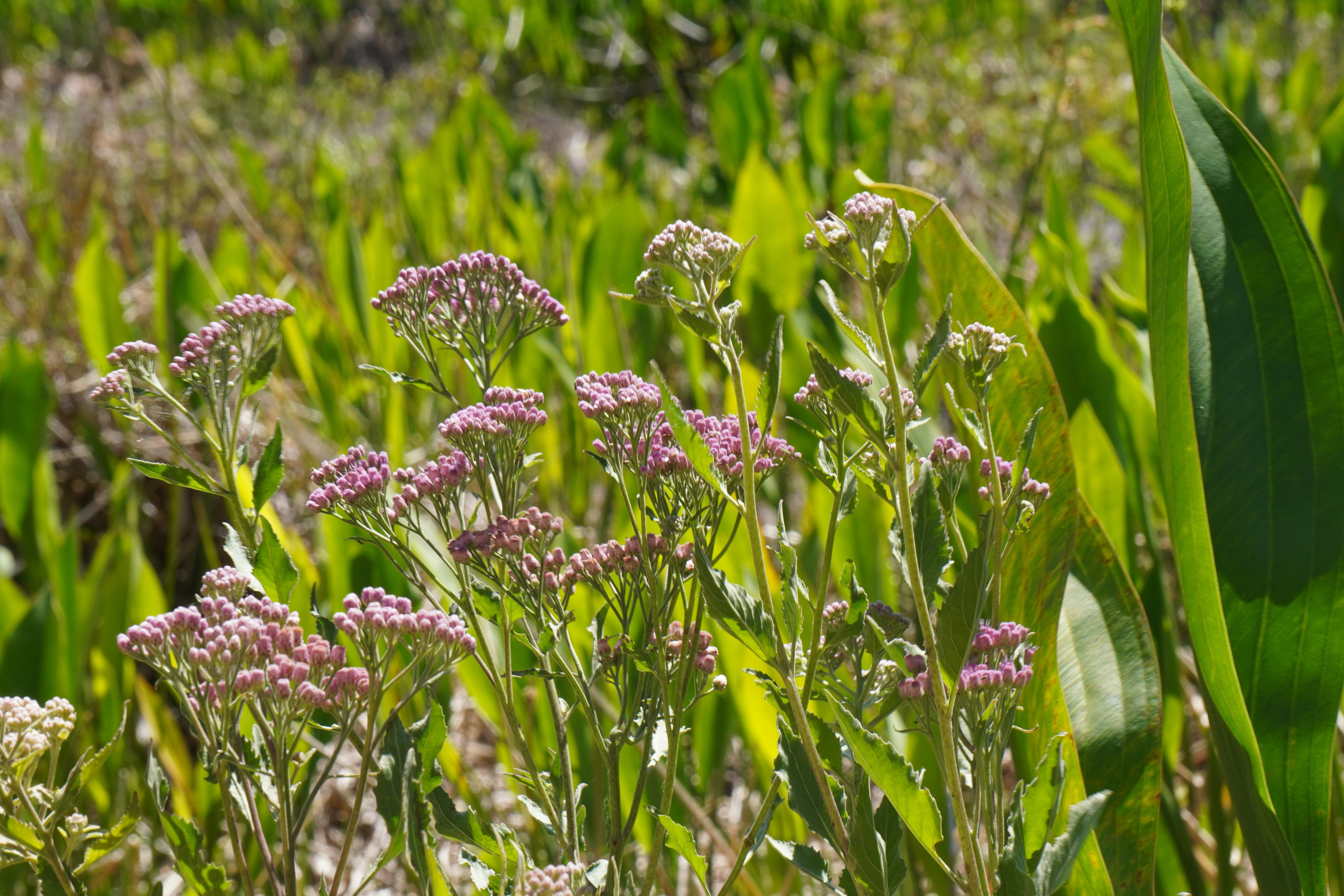 Pink-topped wildflowers in sunlit meadow