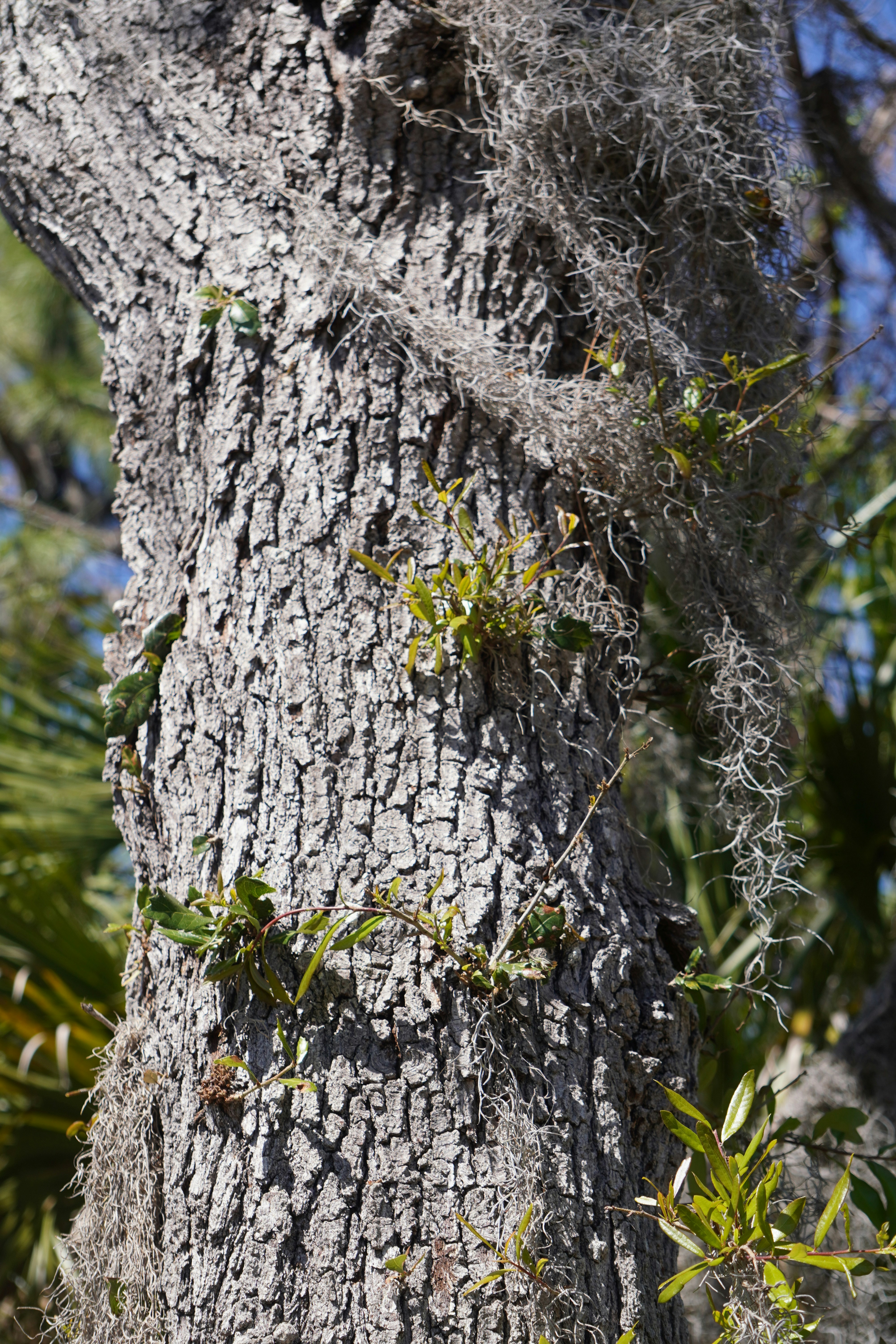Lichen-Touched Trunk: Sunlit Bark with Sparse Foliage