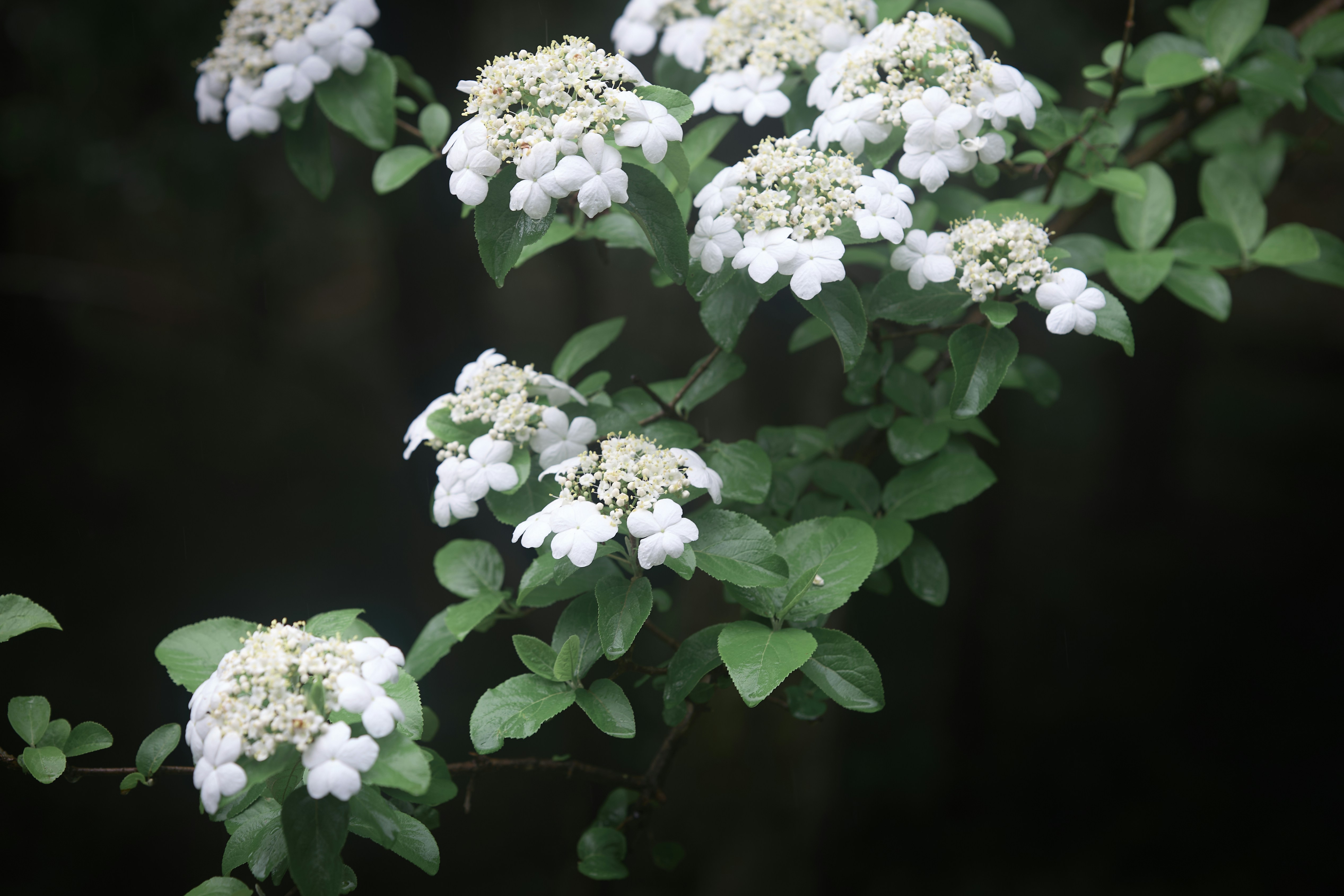 White Hydrangea Clusters Against a Midnight Backdrop