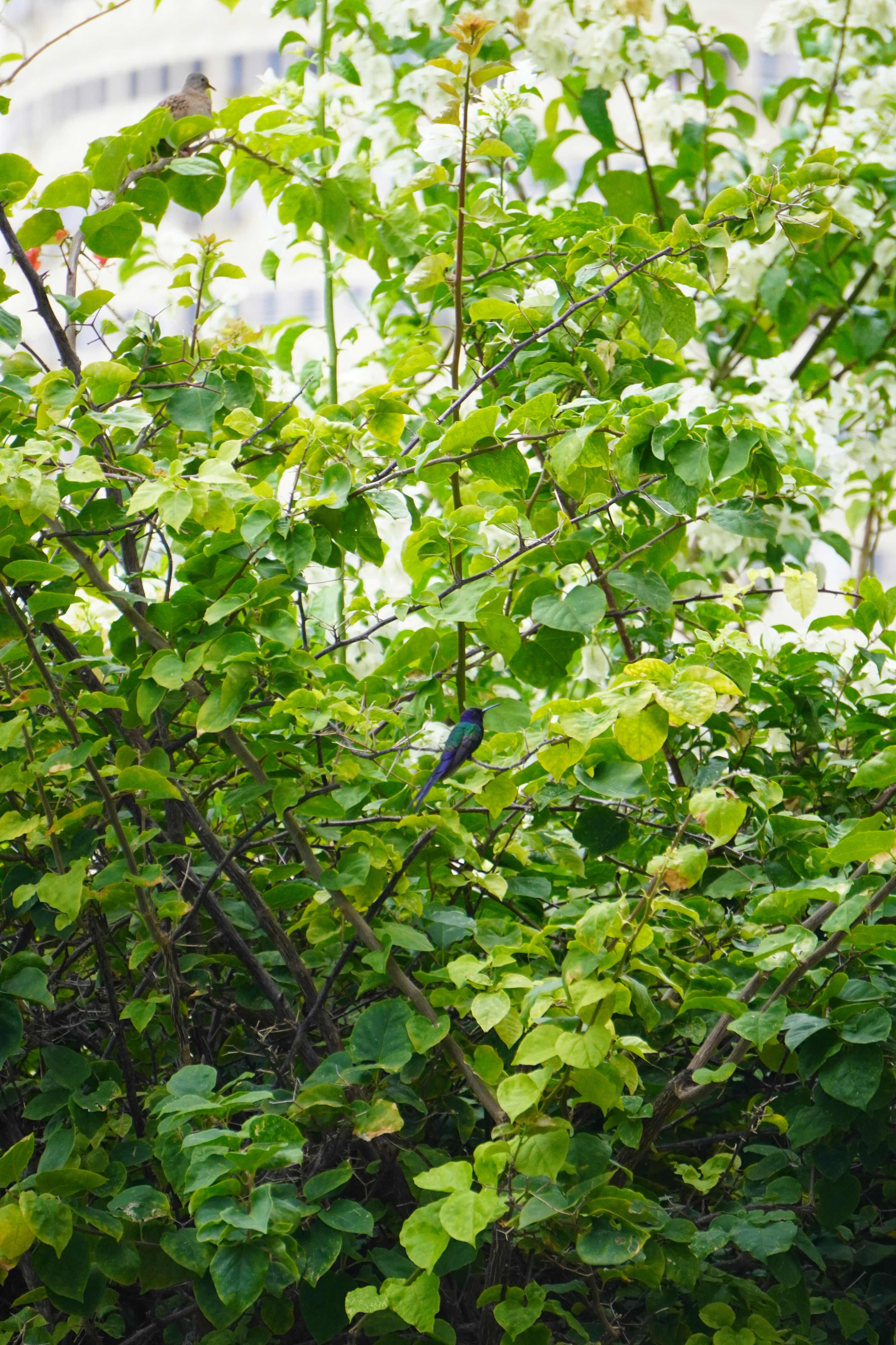 Green Haven: A tiny violet bird amid the shrub canopy