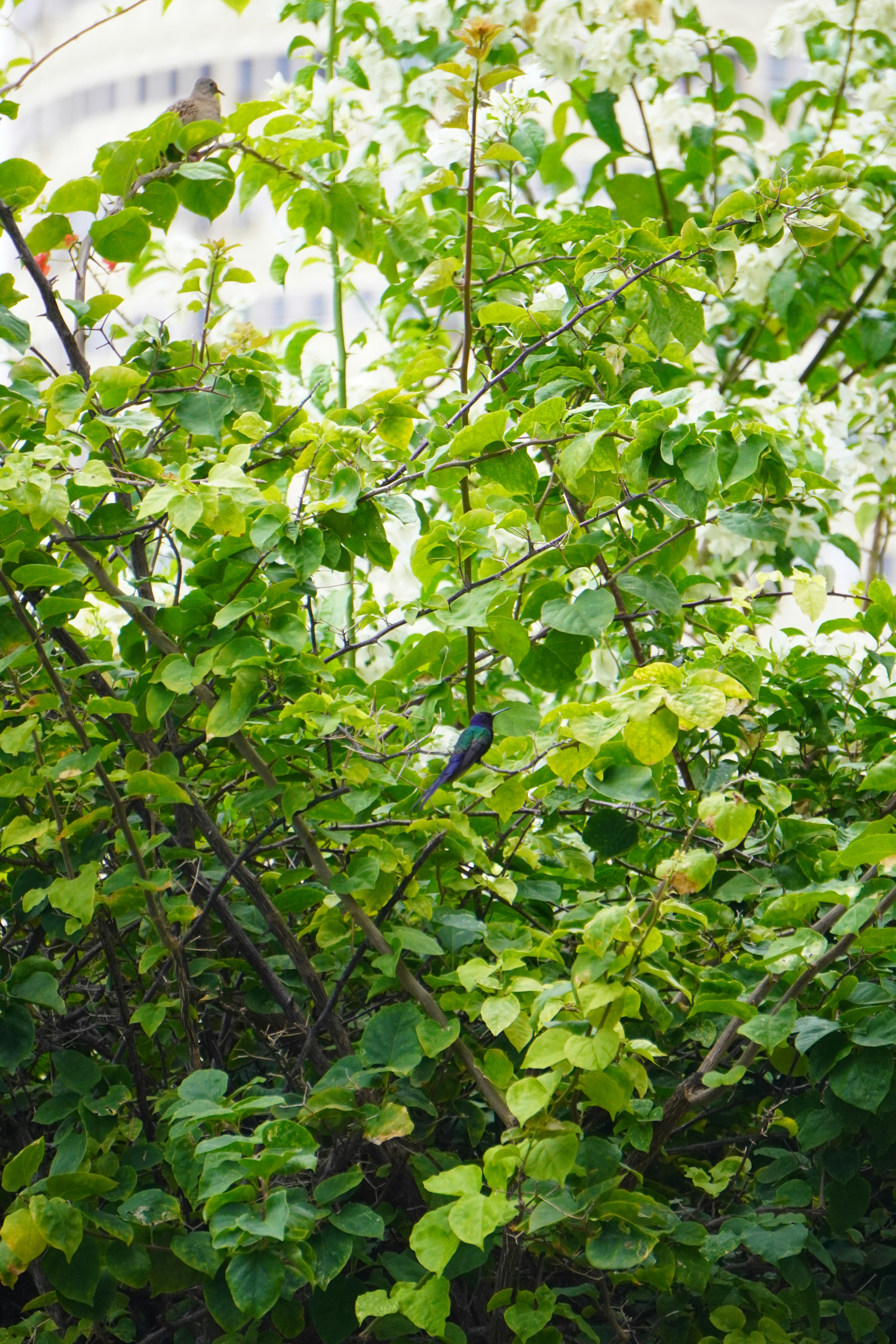 Hidden Hues: A Pair of Birds Nestled in Urban Foliage
