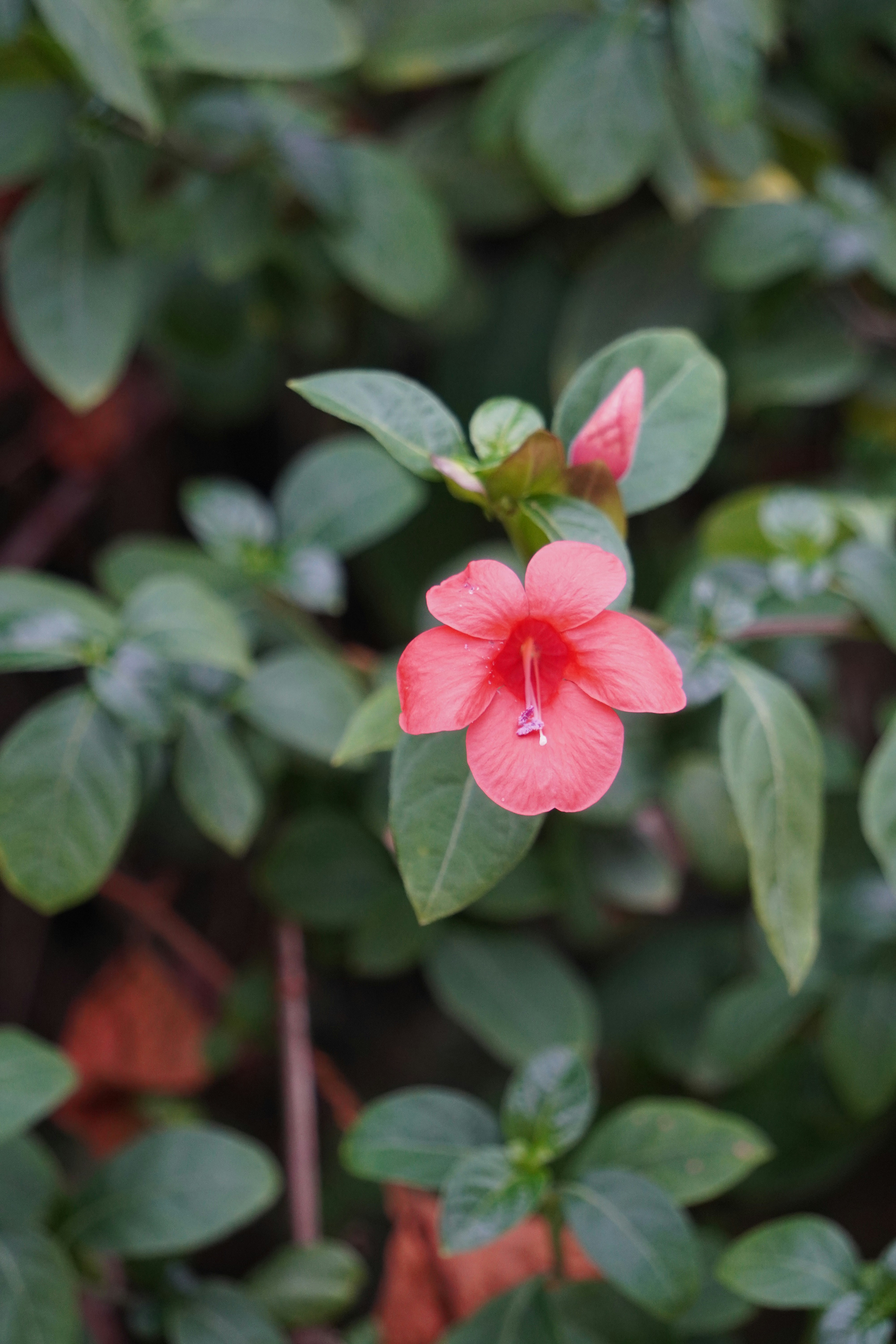 Coral Bloom: A Single Coral-pink Flower Anchoring a Quiet Foliage Frame