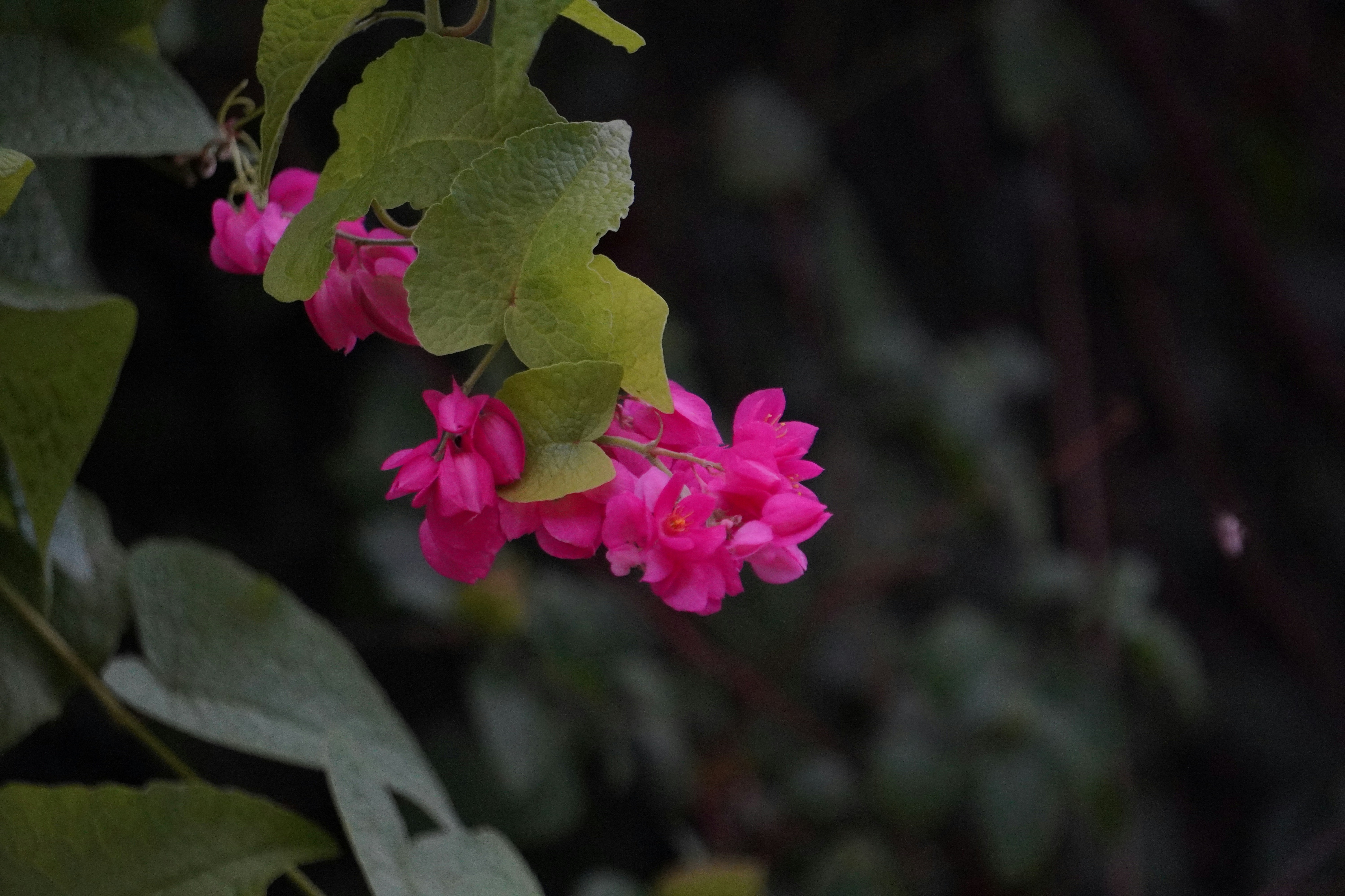 Vivid Cluster: Pink Blooms Break Through a Shadowed Foliage