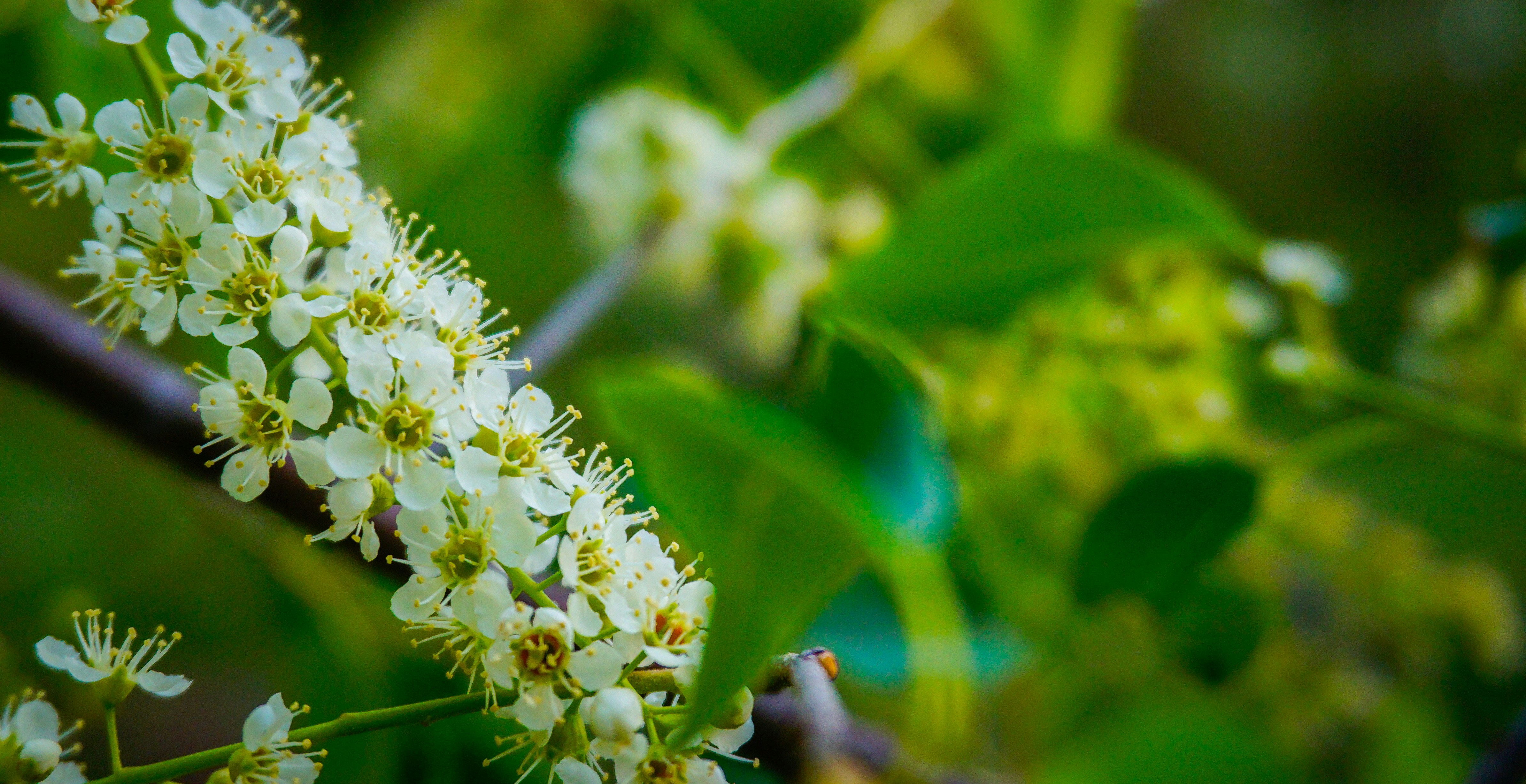 White blossom spike in a sunlit green blur