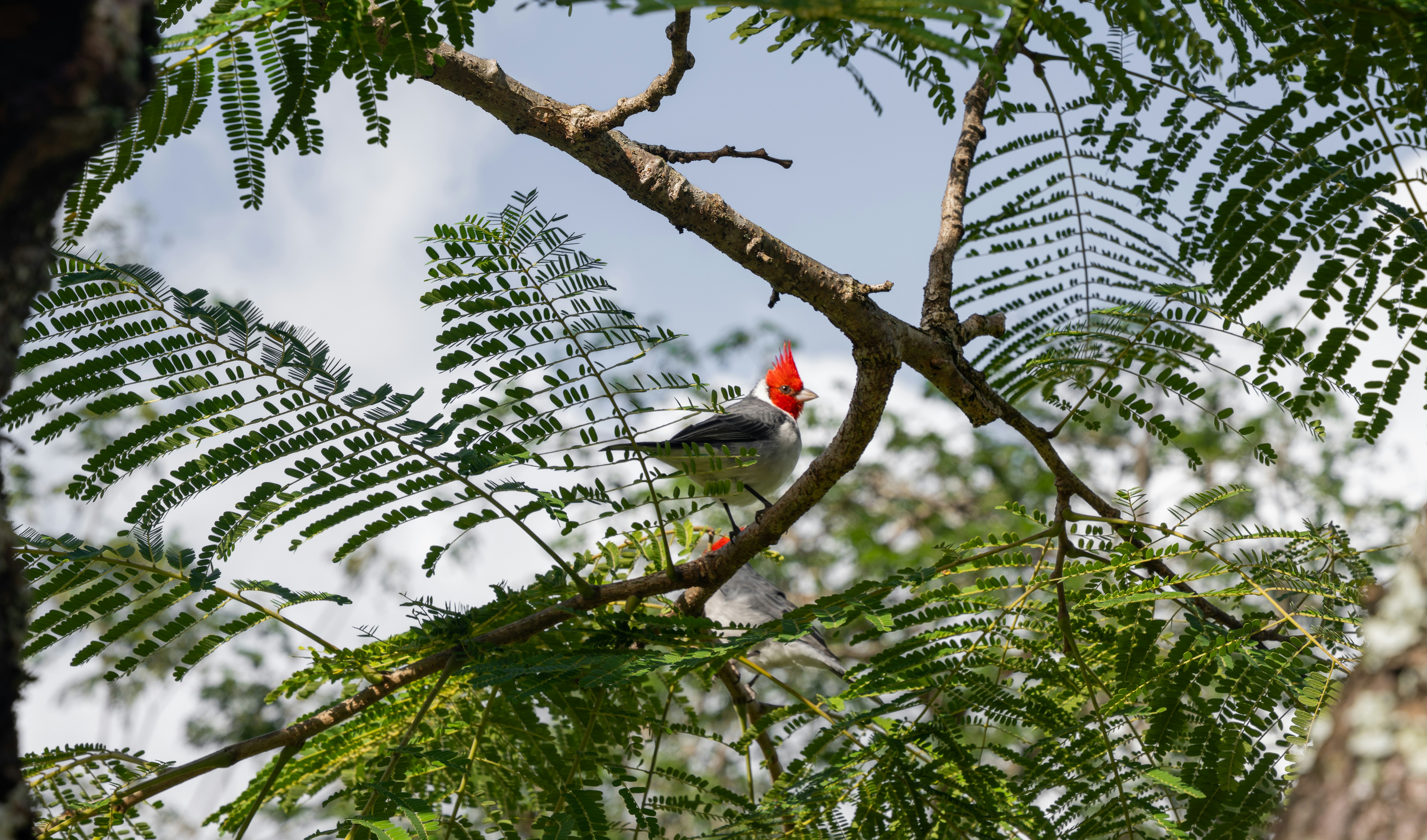 Scarlet-crested Greenfinch Amid Fern Fronds