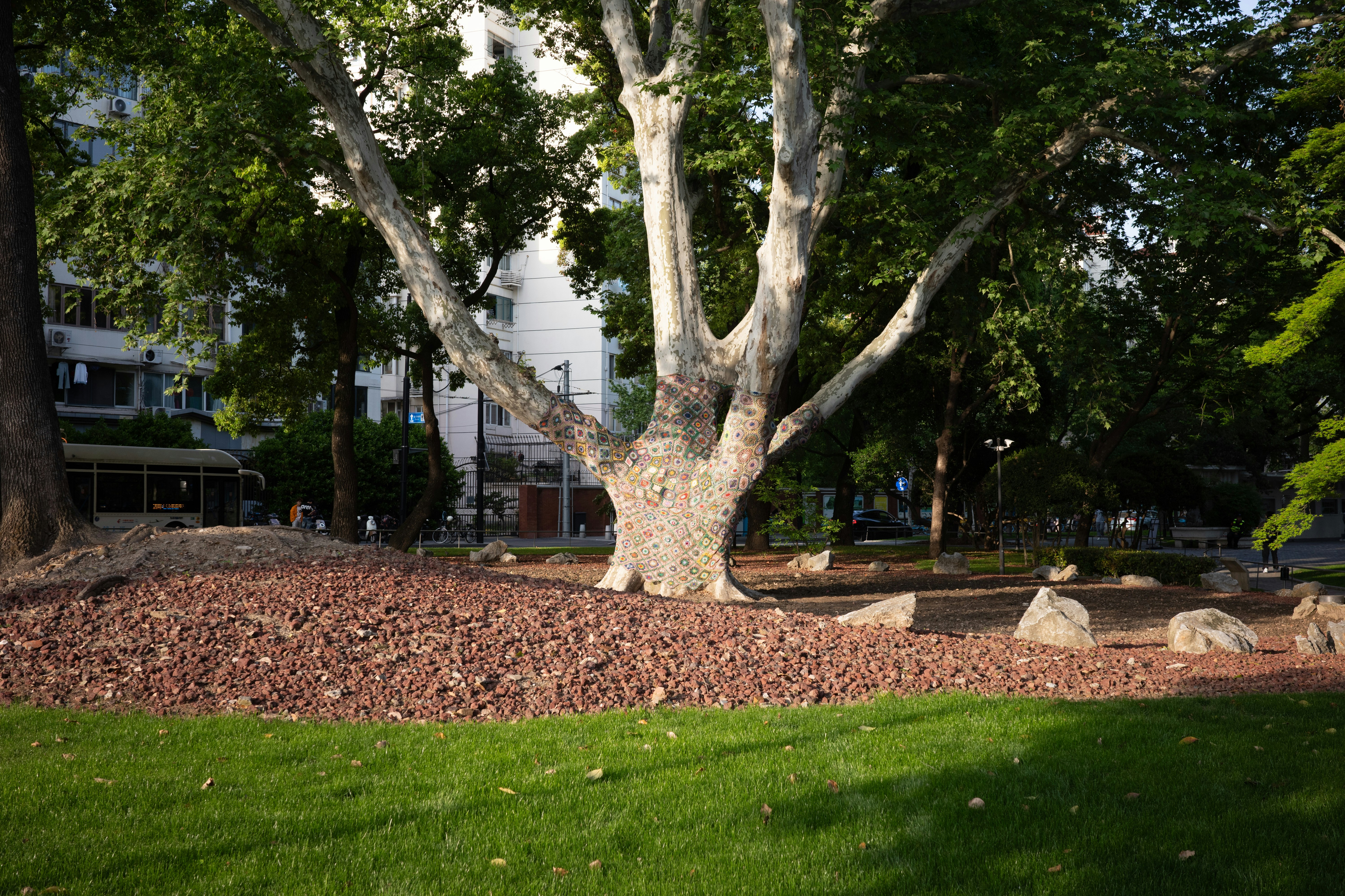 Central Tree Crowned by Urban Canopy