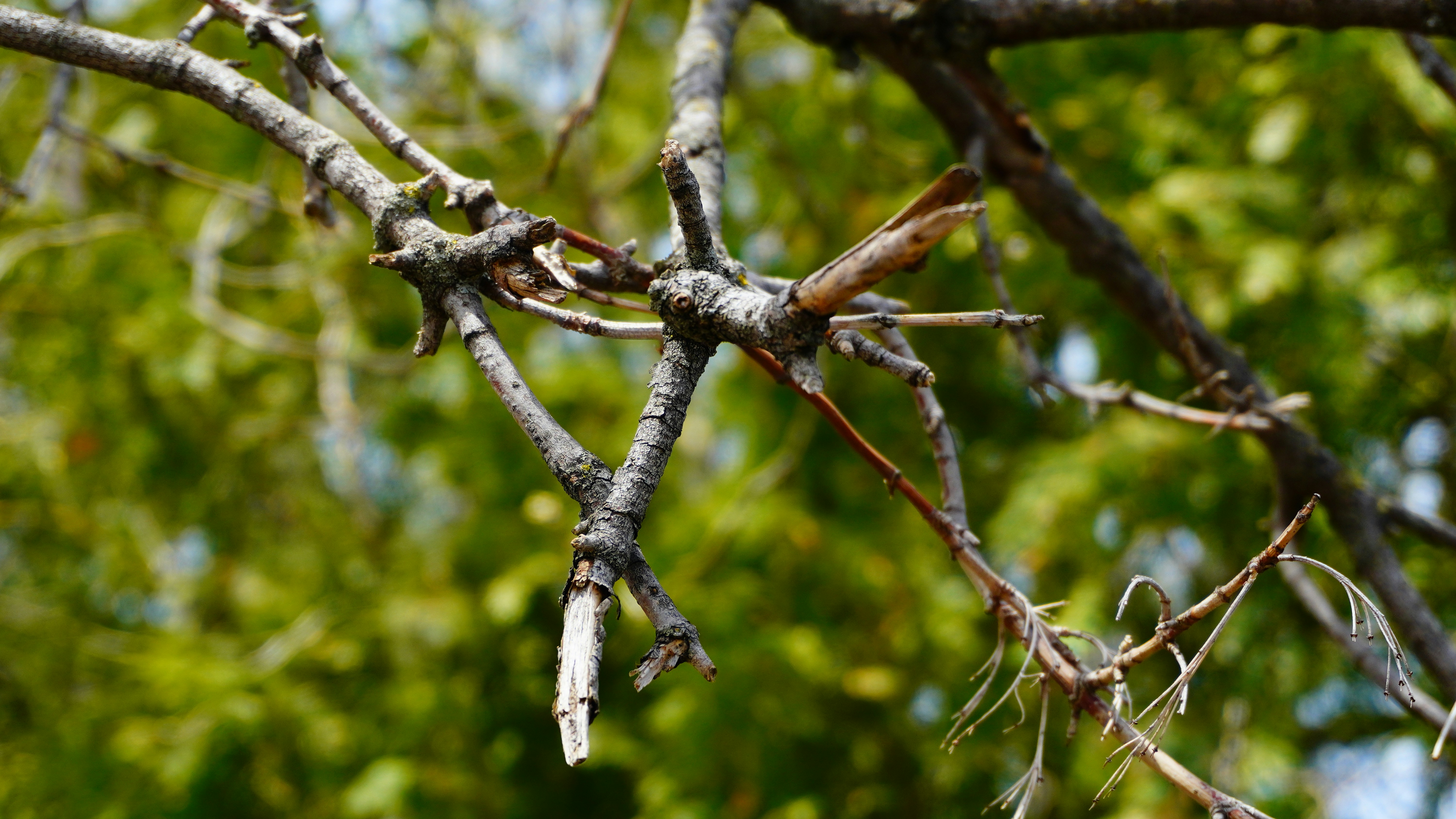 Branching Constellation in Dappled Spring Light