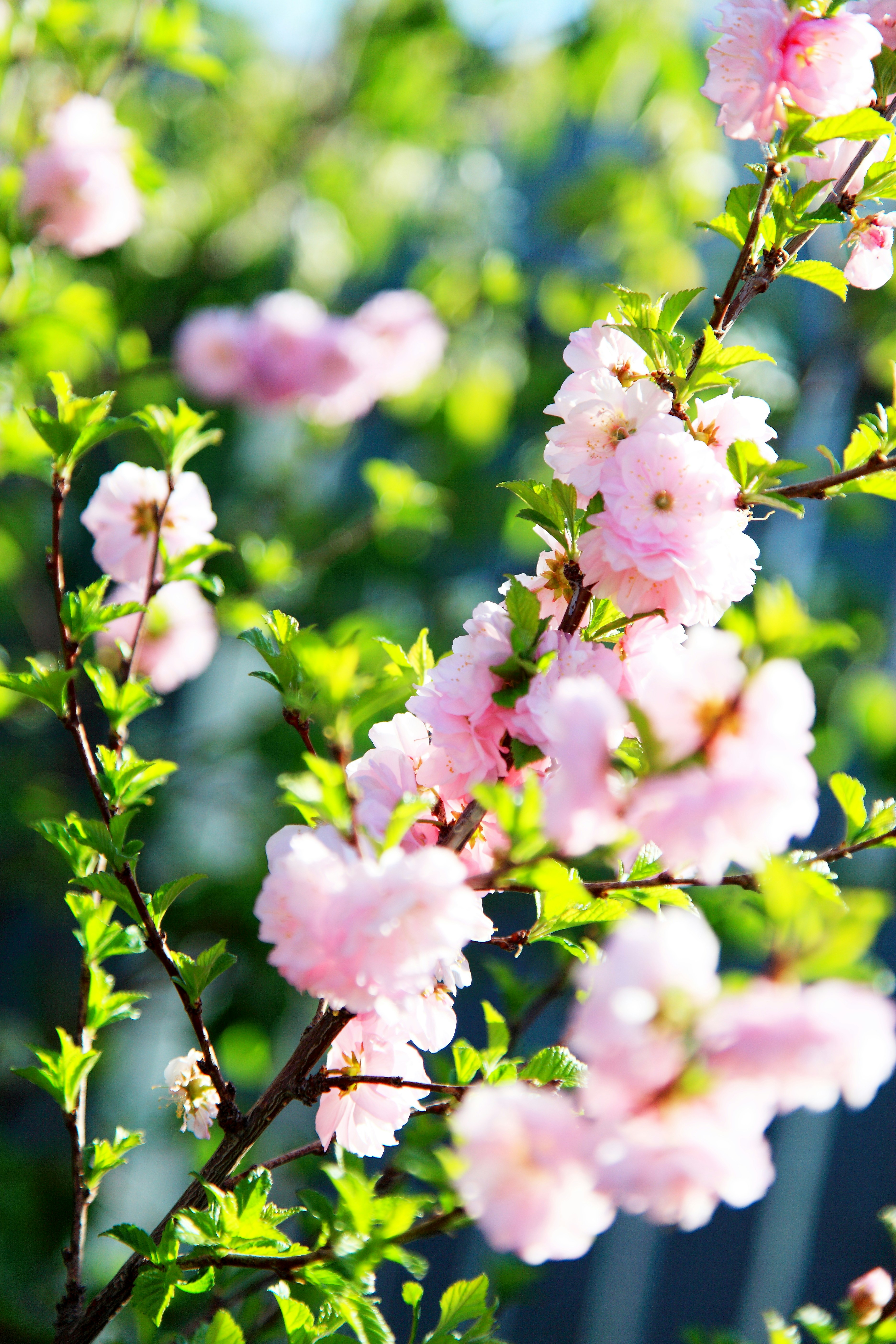 Soft Blossom Spotlight: Pink Roses in a Sunlit Garden