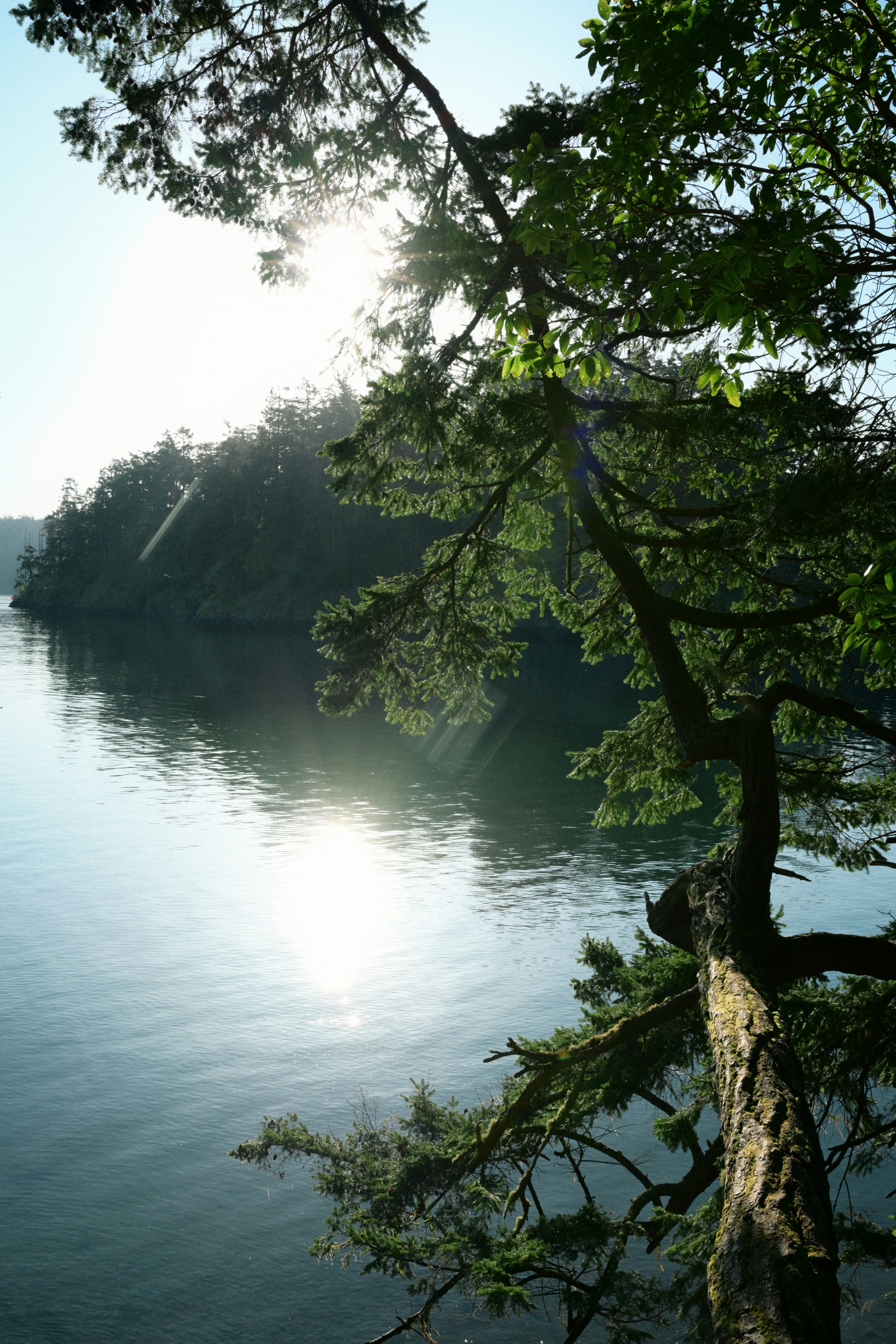 Sunlit Cedar Canopy Over Lake Reflections