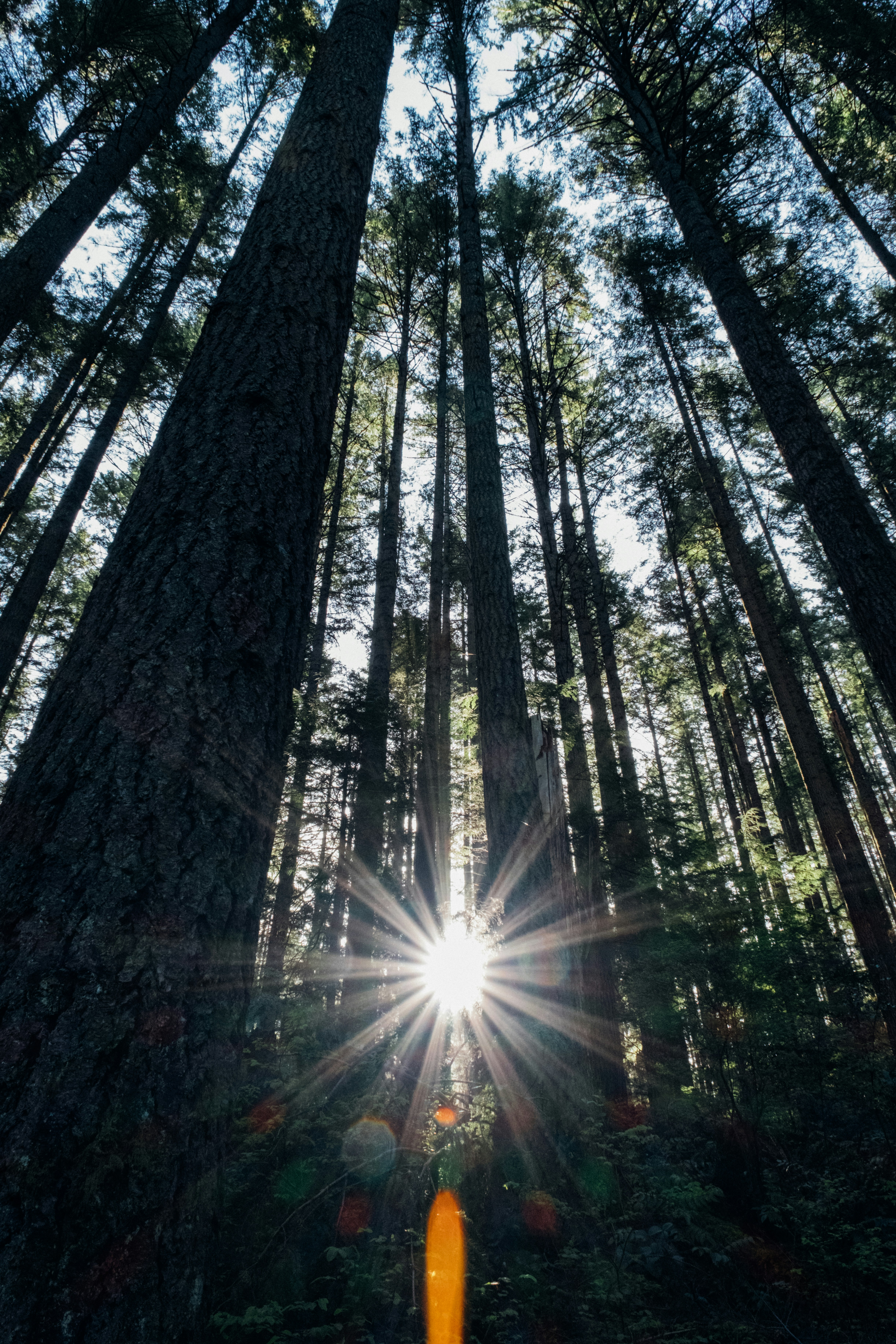 Sunburst Through towering pines: a forest cathedral at dawn