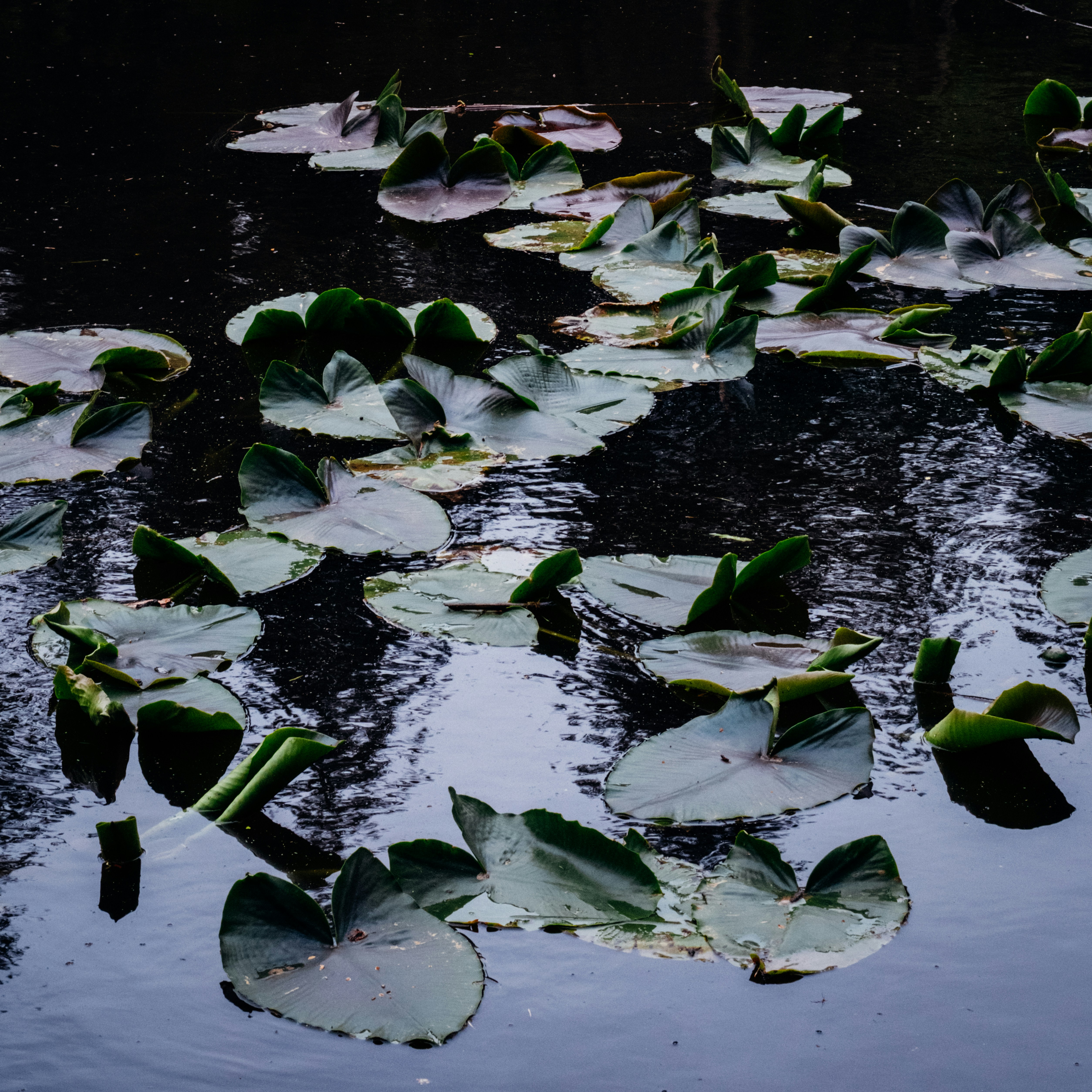 Lily Pads on a Quiet Evening Pond