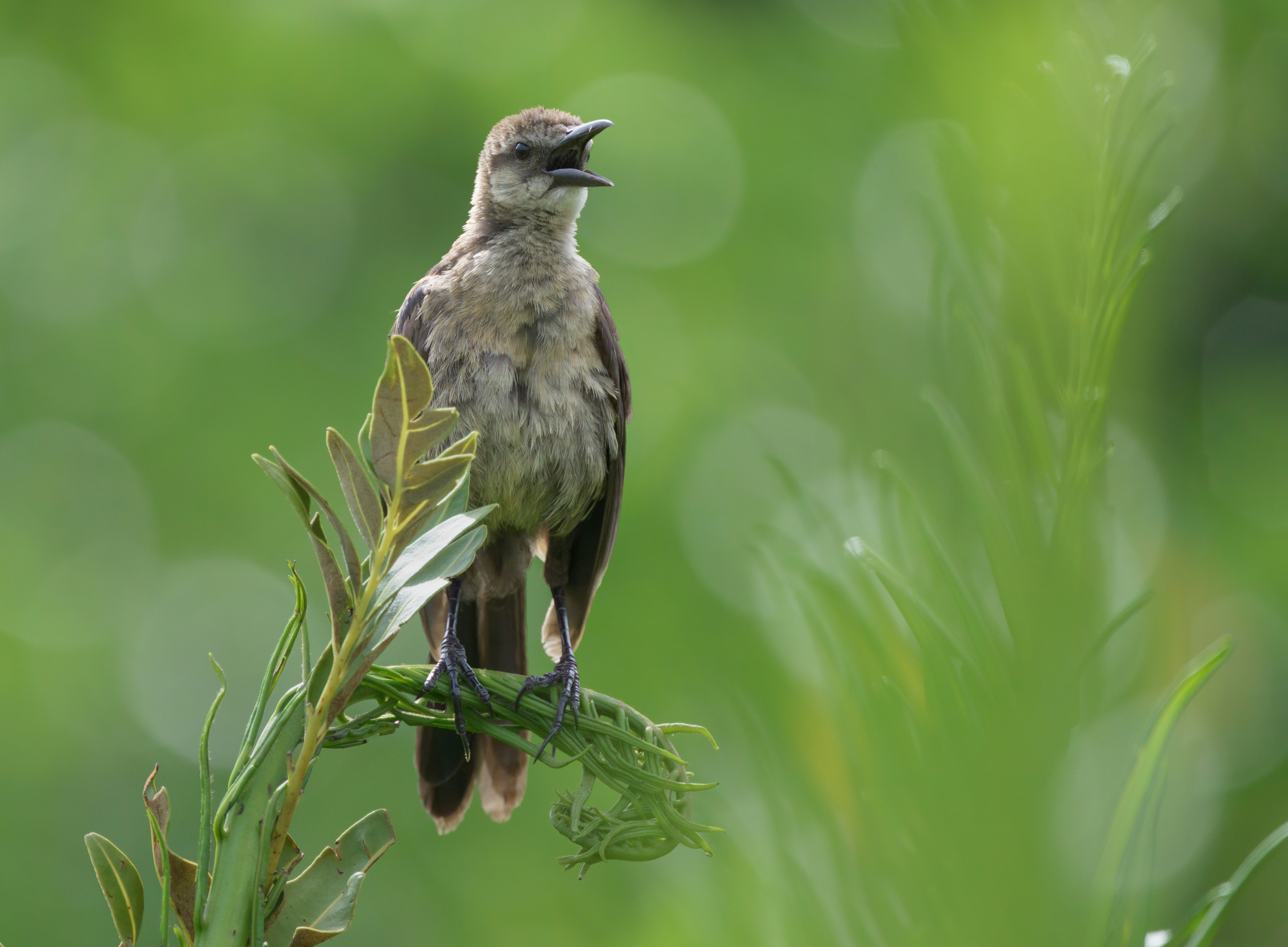 Perched Songbird in Verdant Quiet