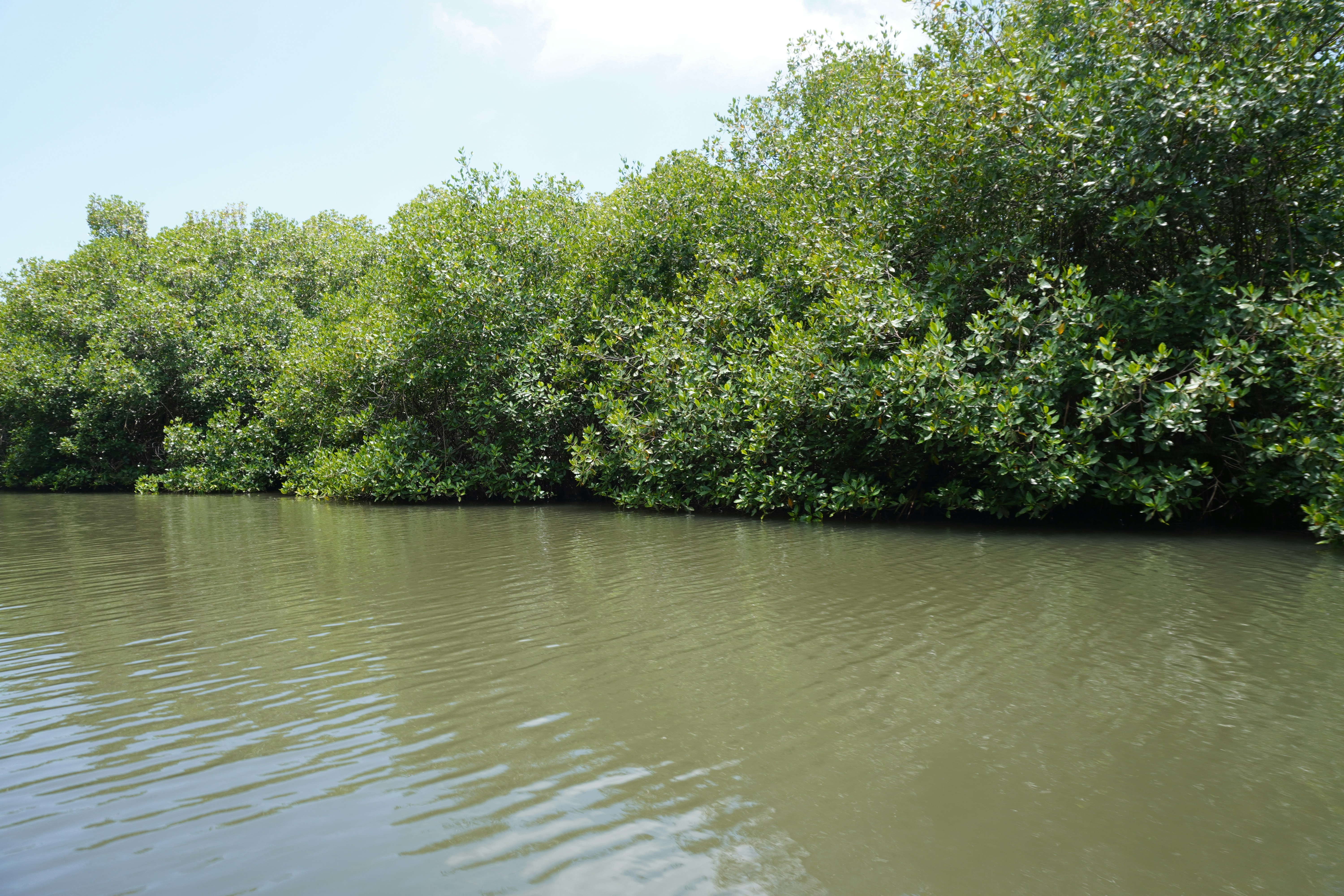 Riverbank Manifest: Calm Water meeting a Thick Green Verge