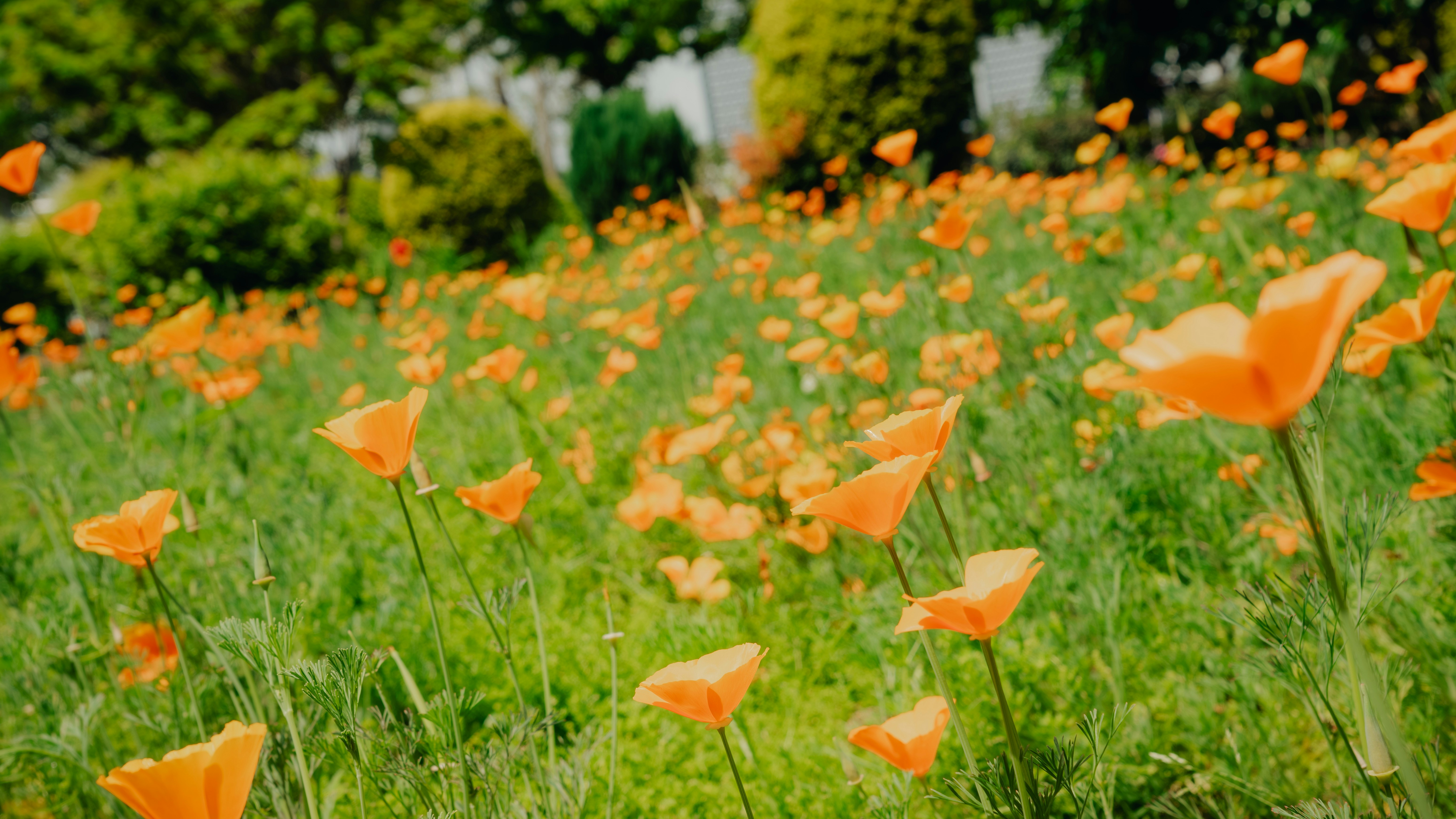 Orange Field of Fluttering Poppies Under a Gentle Garden Horizon