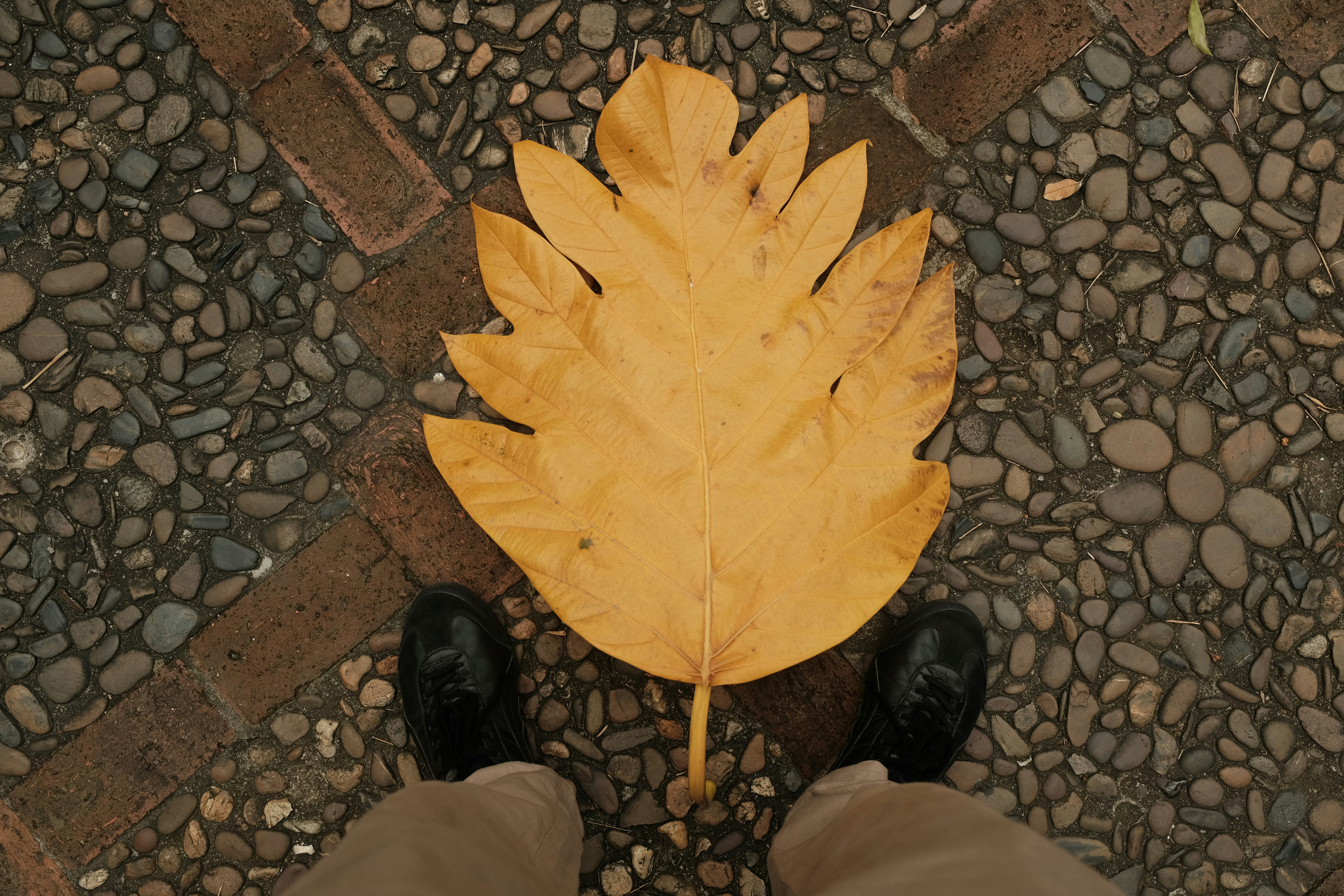 Autumn Leaf at Your Feet: A Solemn Standstill