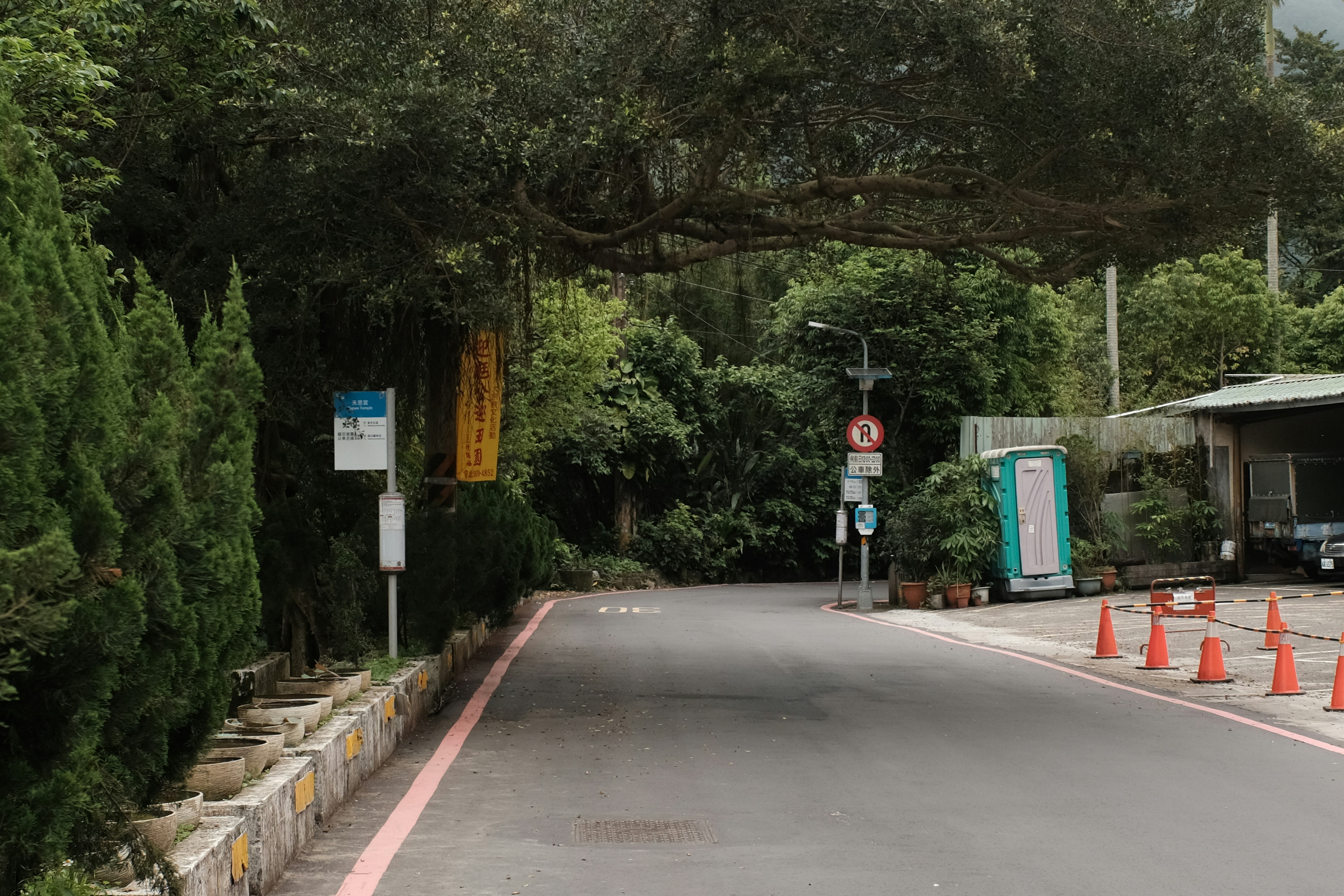Quiet Avenue: A Morning Walk Between Green Corridors
