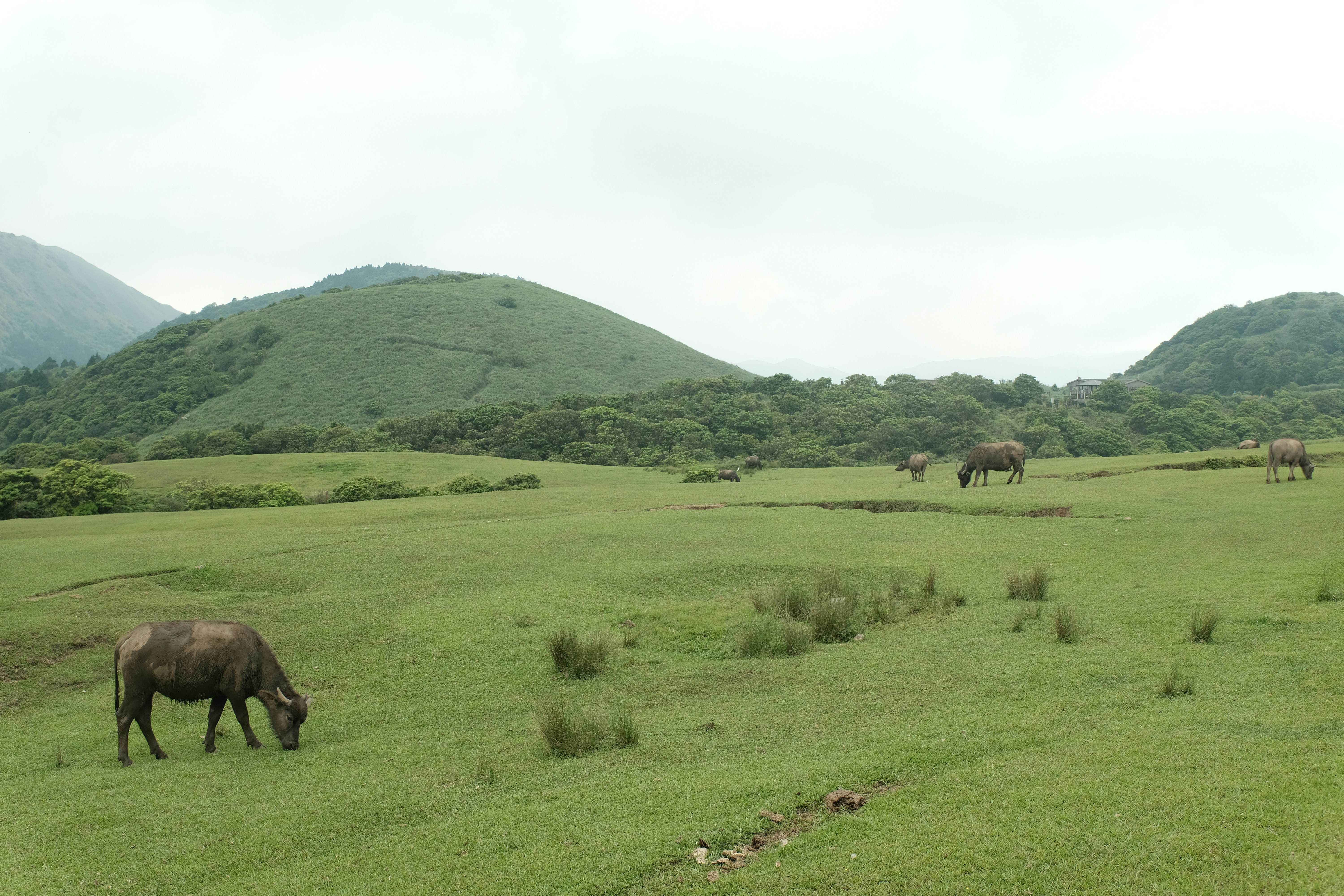 Herd of Wildebeest on rolling savanna under soft spring light