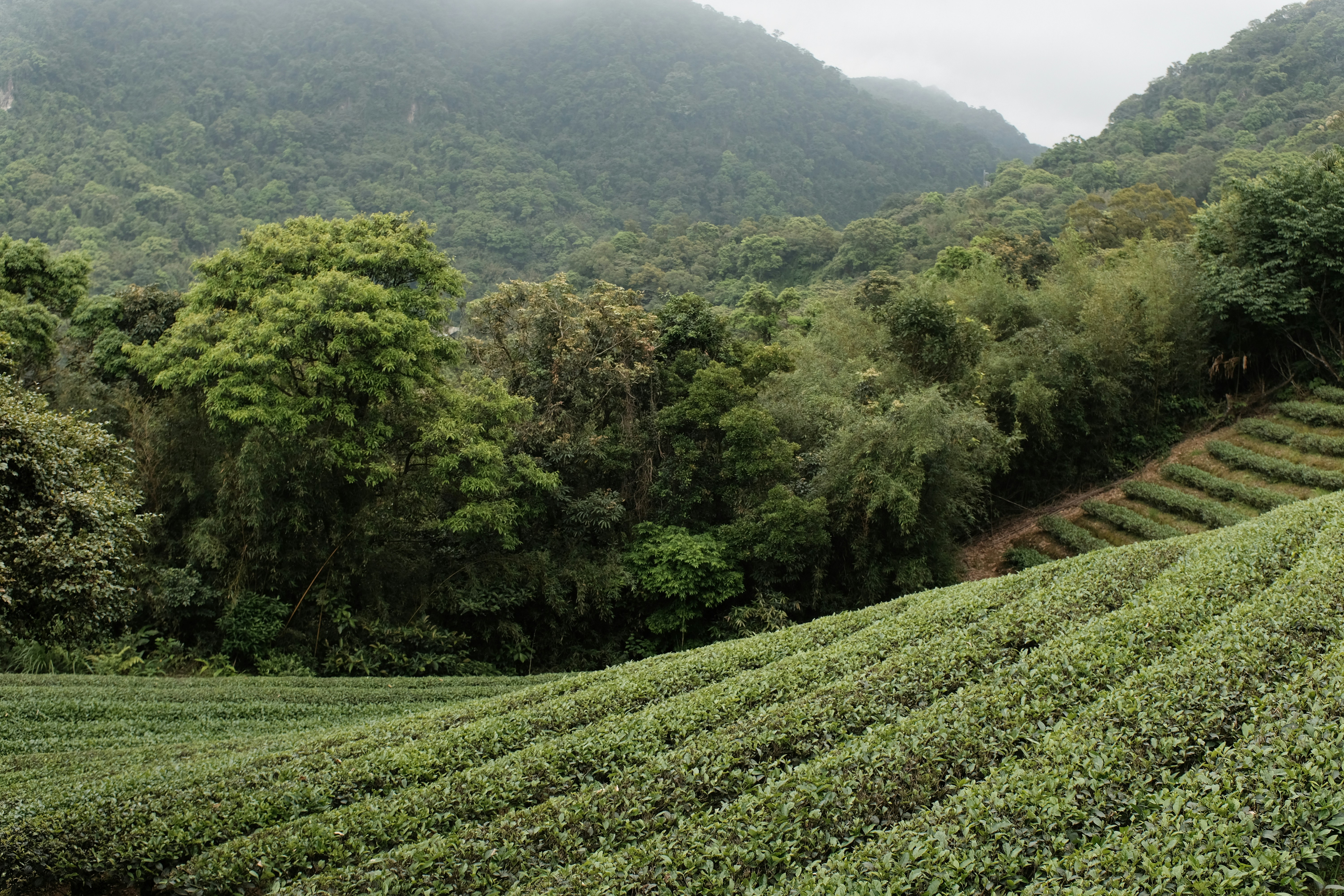 Terraced Tea Fields Escarpment Beneath Quiet Mountain Veil