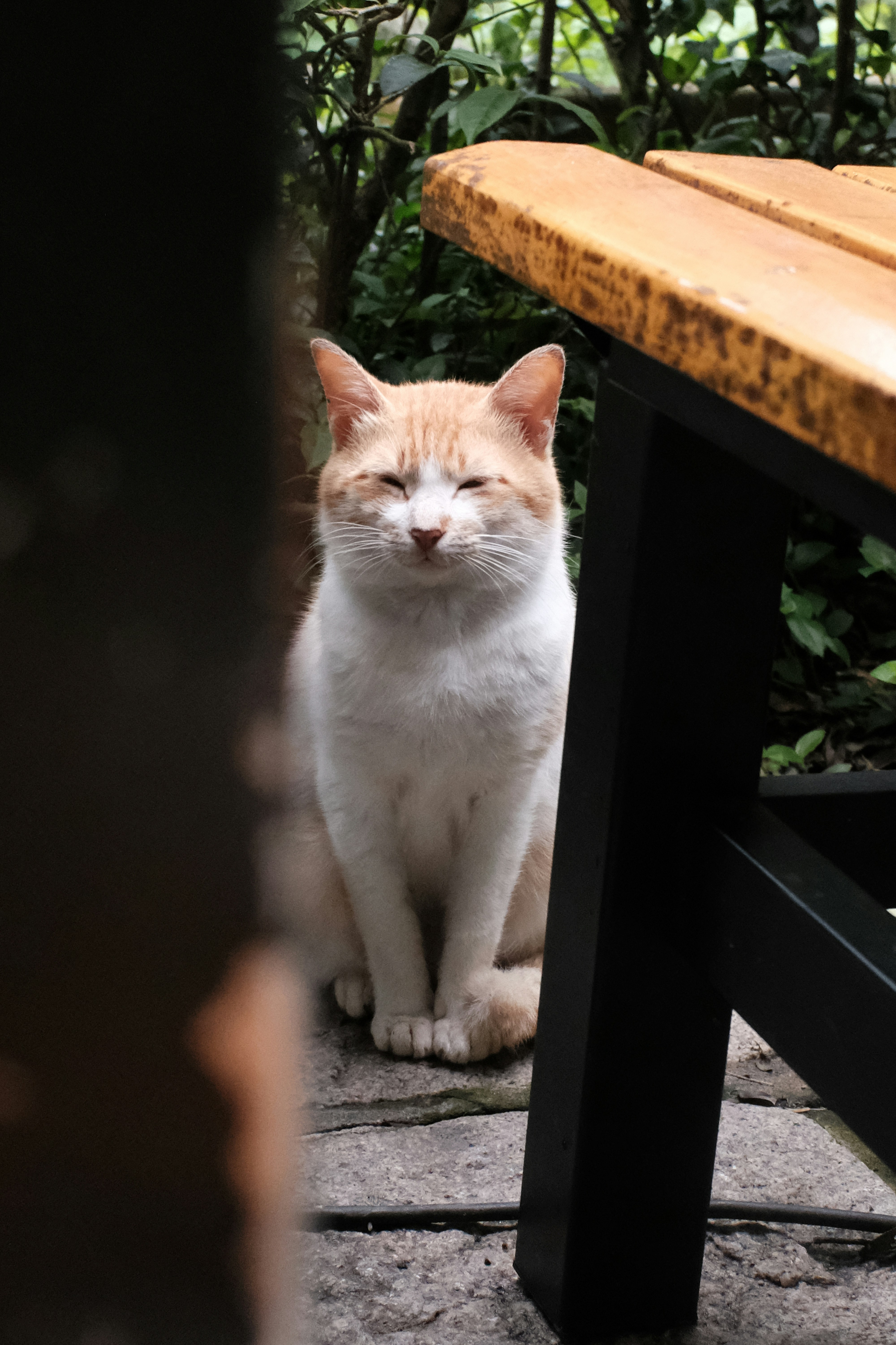 Quiet Feline Gaze in a Sunlit Garden Hideaway