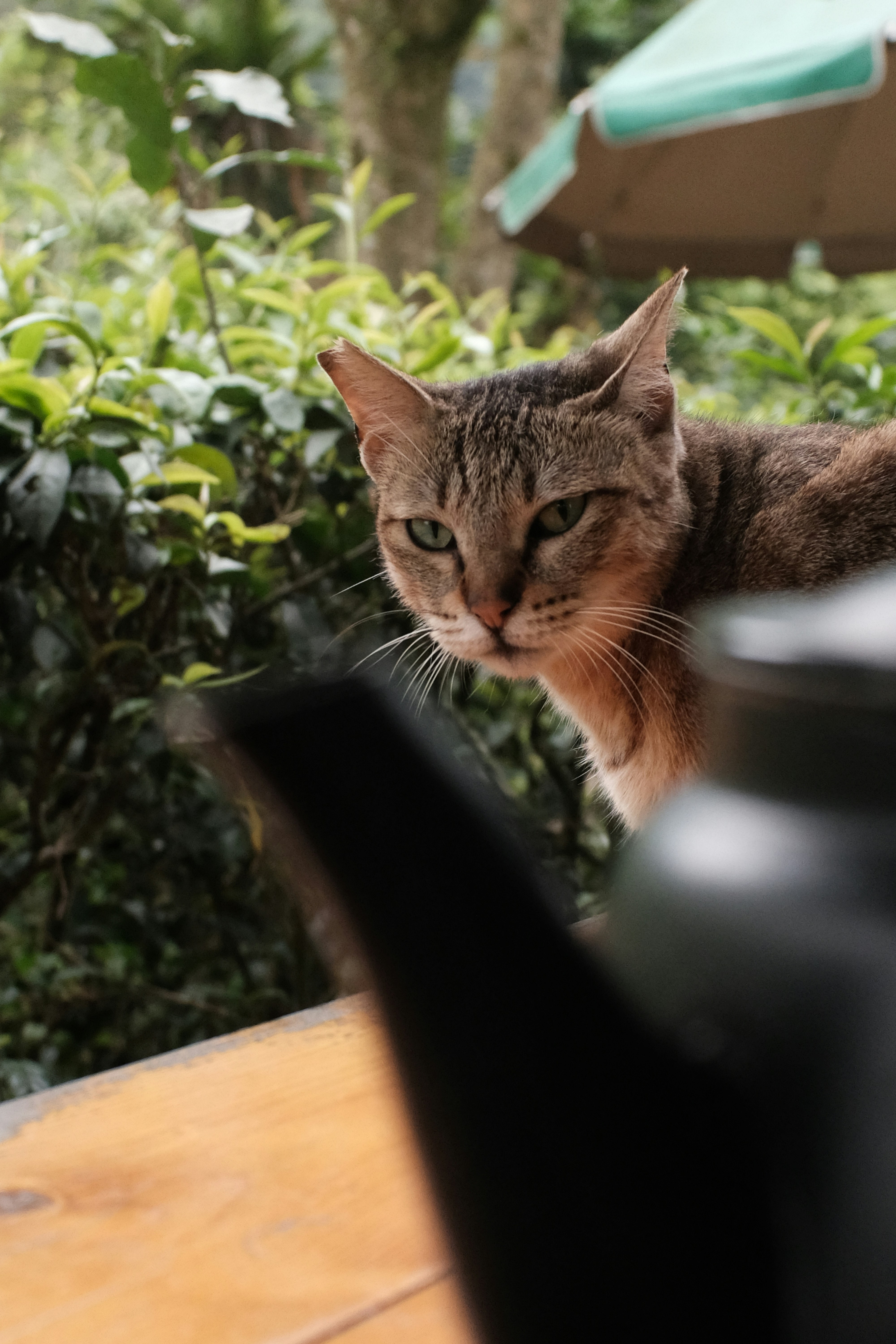 Curious Meadow Visitor: A Cat Peeks Over the Table Edge