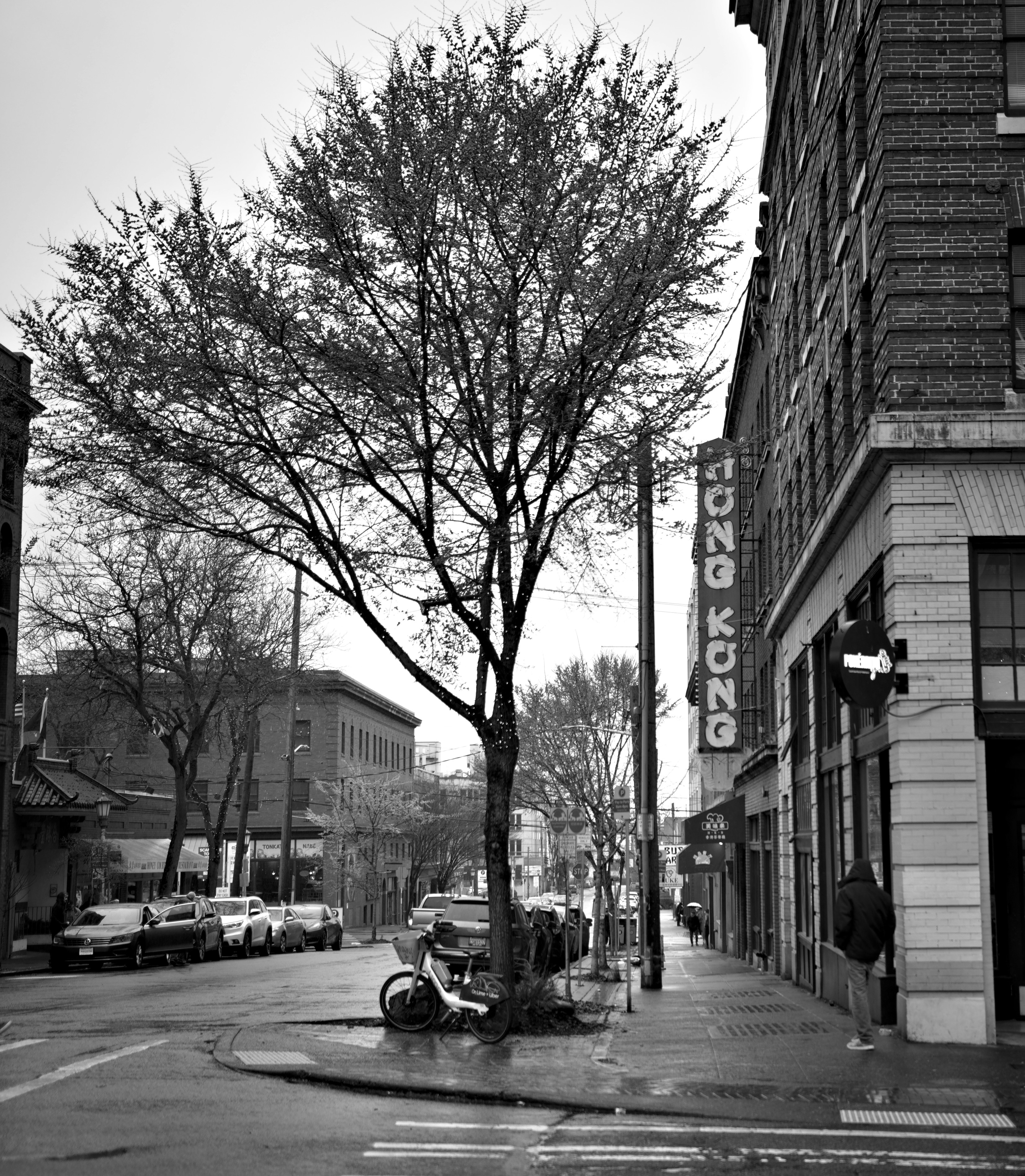 Urban Boulevard in Monochrome: A Quiet Street Framed by a Standing Tree